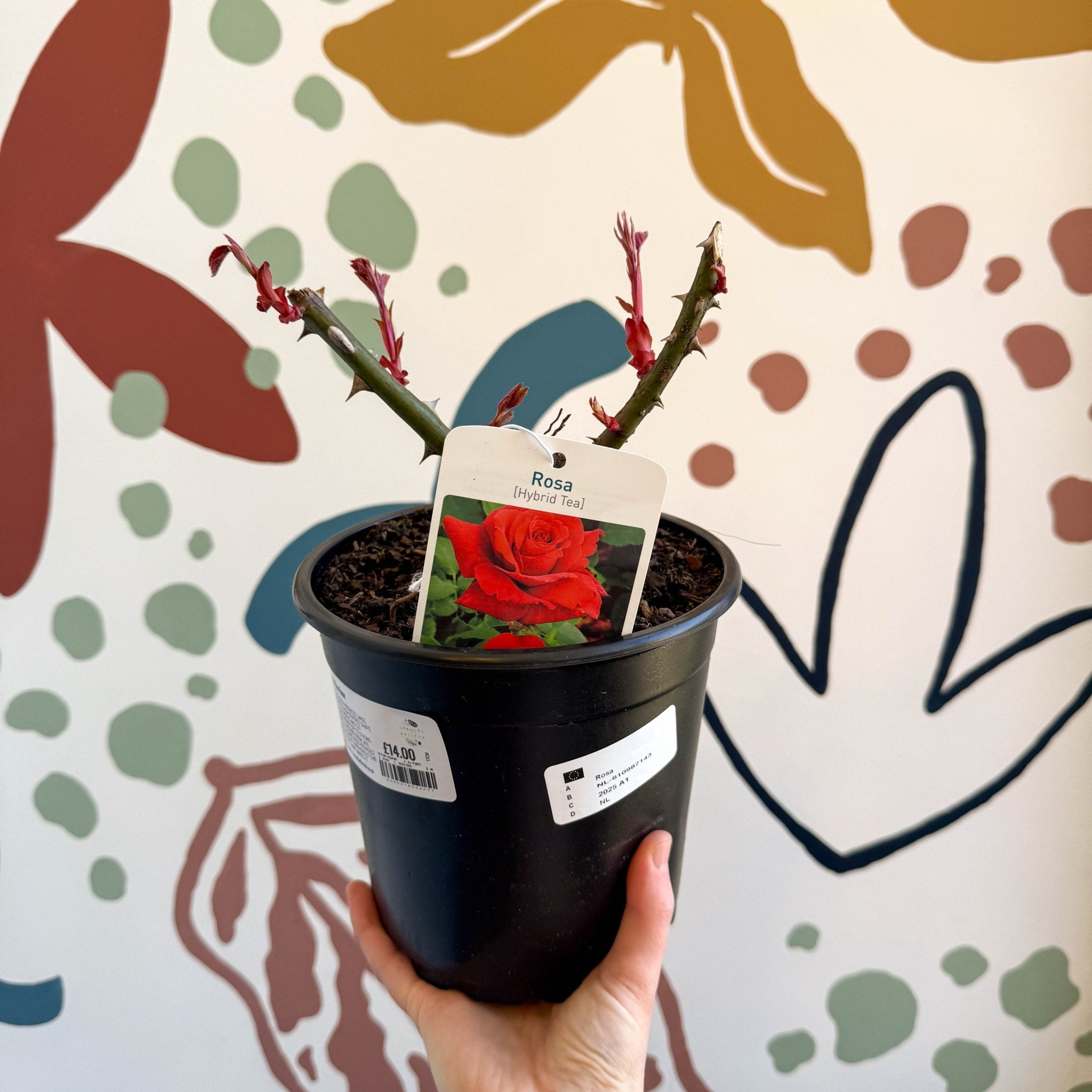 Rosa - Red Hybrid Tea Rose – Sprouts of Bristol