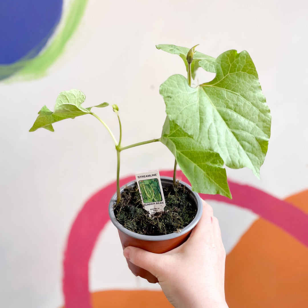 Phaseolus coccineus 'Streamline' - Runner Bean [British Grown ...