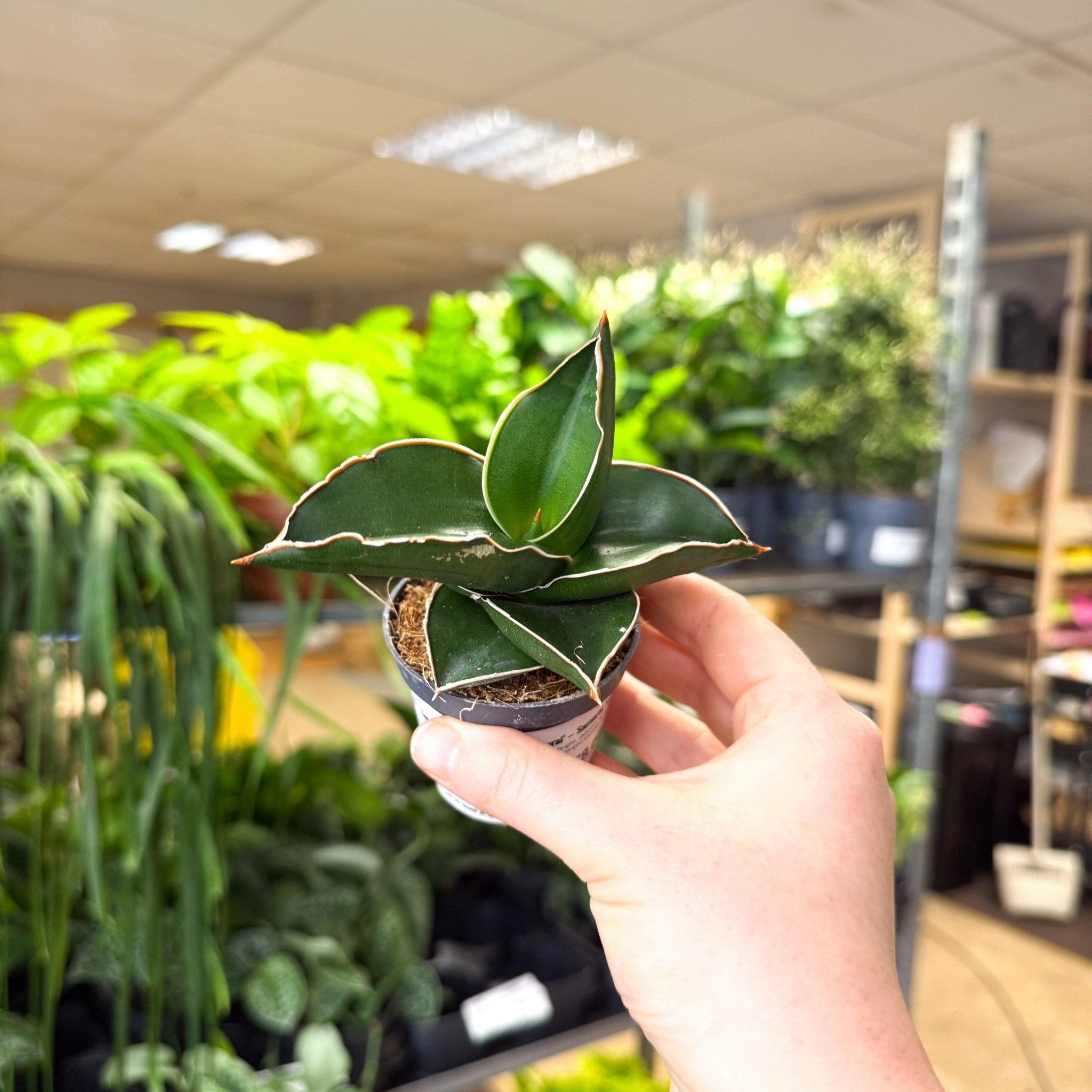 Sansevieria ehrenbergii ‘Samurai’ – Samurai Snake Plant – Sprouts of ...