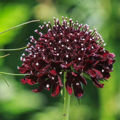 Scabious 'Black Knight' Seeds – Sprouts of Bristol