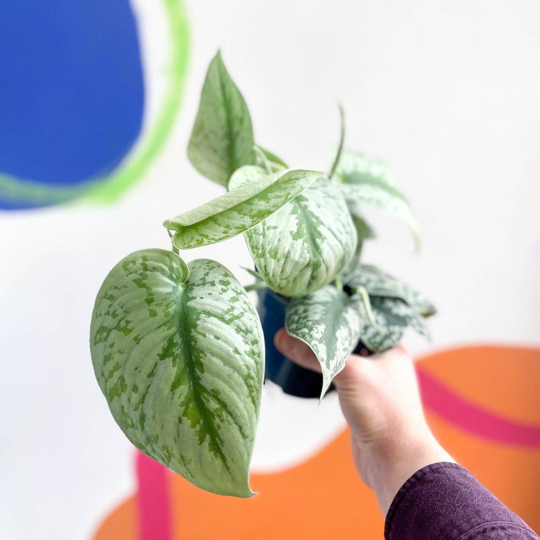 Scindapsus pictus 'Trebie / Exotica' - Satin Pothos – Sprouts of Bristol
