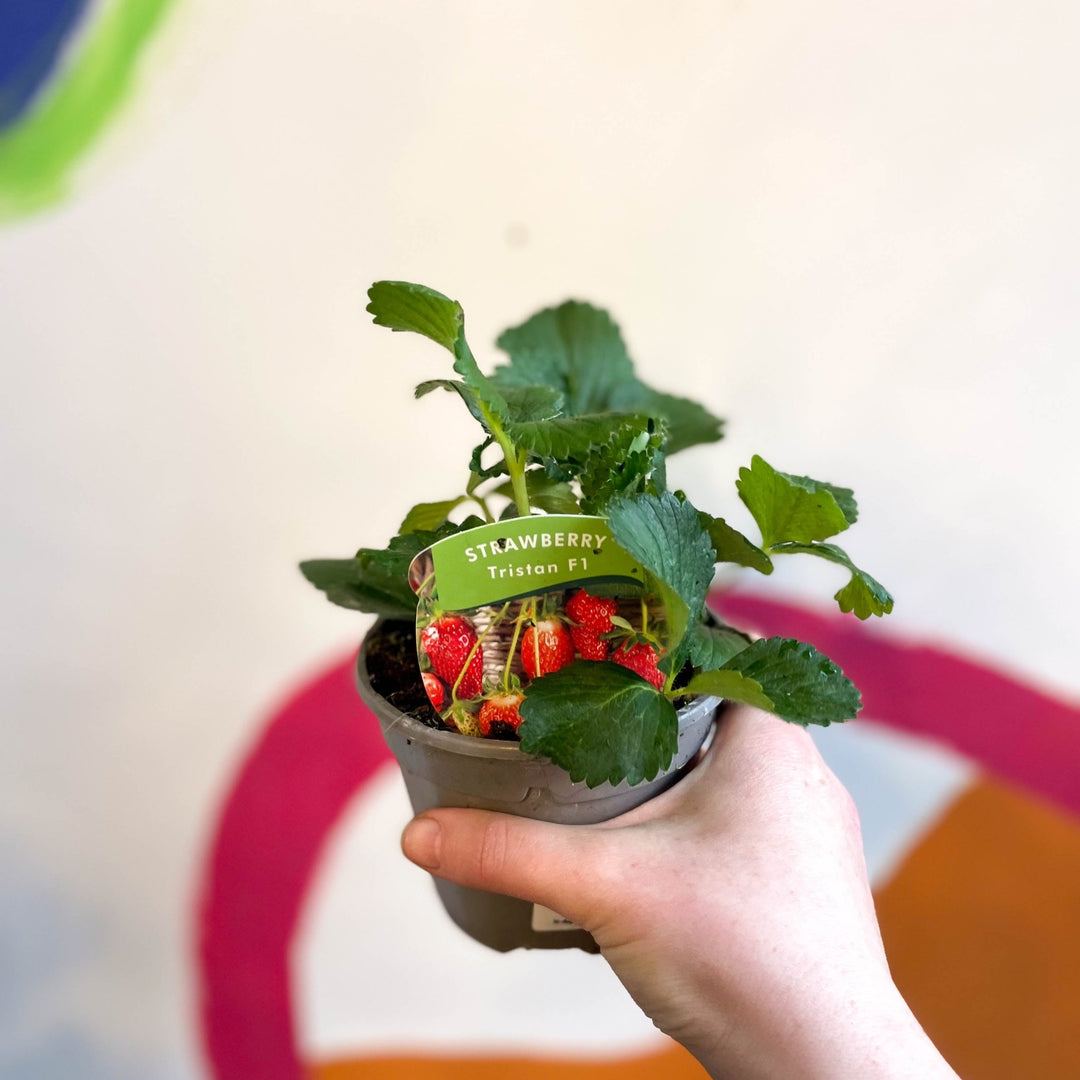 Strawberry - Fragaria x ananassa 'Toscana' F1 - British Grown – Sprouts ...