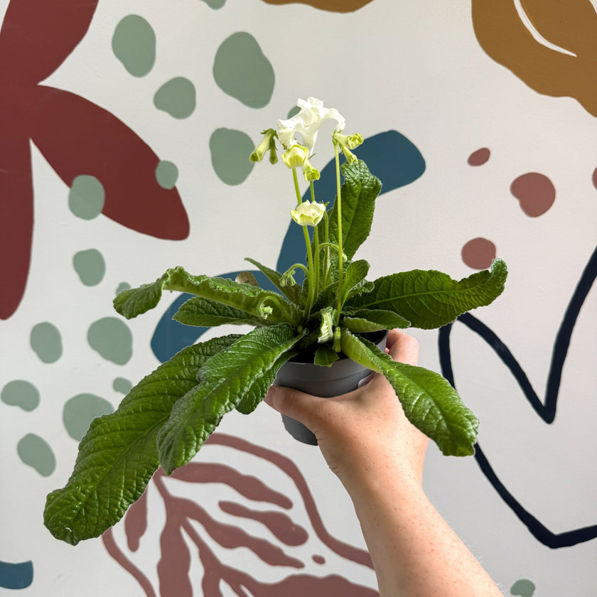 Streptocarpus ionantha 'Luna' - Welsh Grown – Sprouts of Bristol