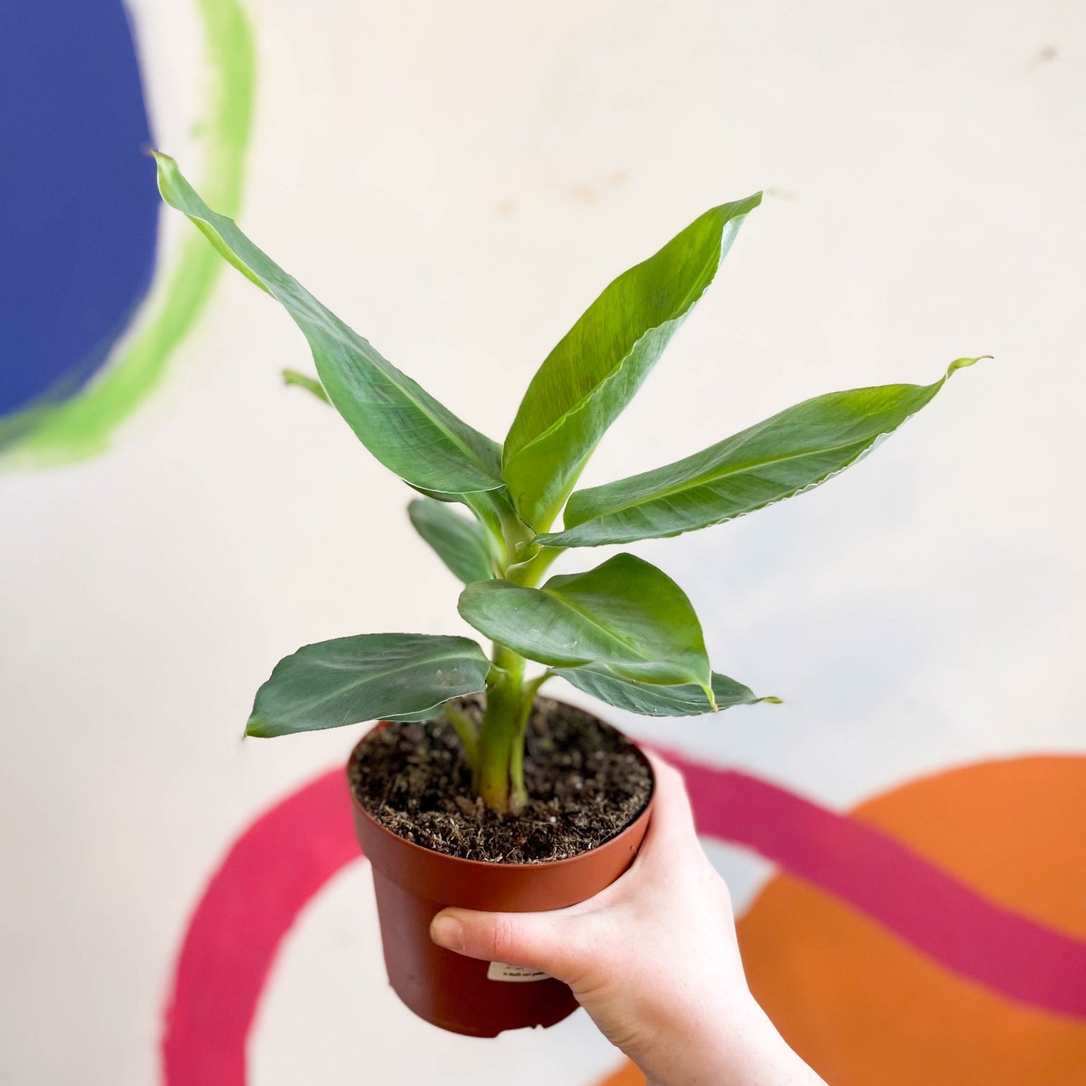 Musa acuminata 'Tropicana' - Super Dwarf Cavendish Banana Plant ...