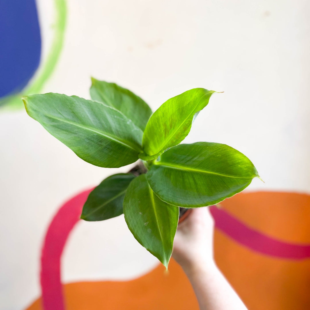 Musa acuminata 'Tropicana' - Super Dwarf Cavendish Banana Plant ...