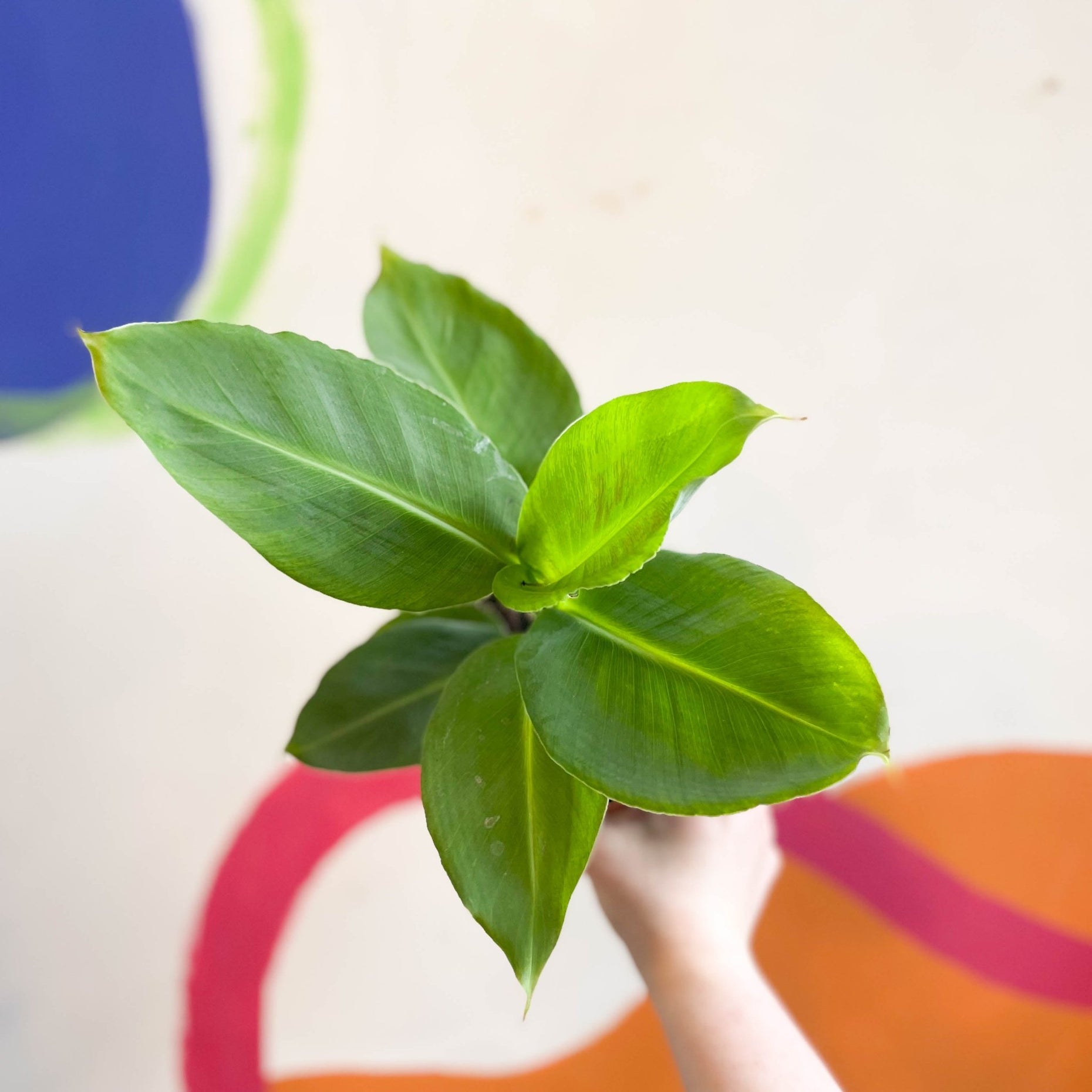 Musa acuminata 'Tropicana' - Super Dwarf Cavendish Banana Plant ...