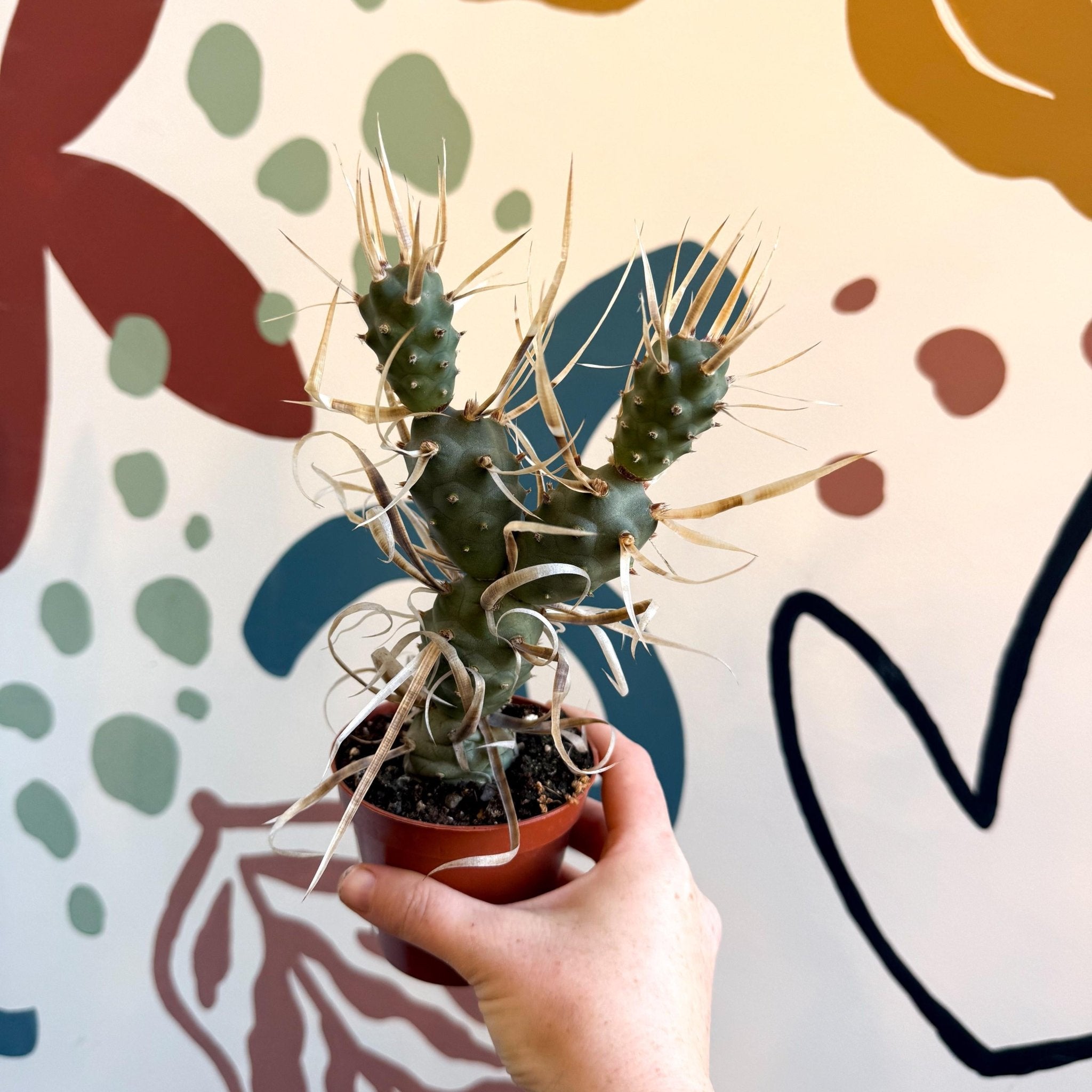 Tephrocactus strobiliformis – Pine Cone Cactus – Sprouts of Bristol