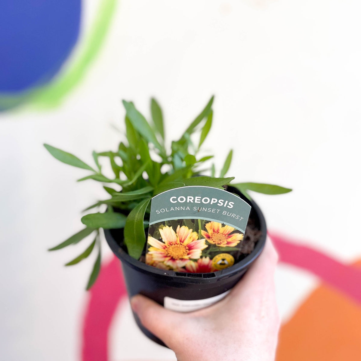 Tickseed - Coreopsis grandiflora 'Solanna Sunset Burst' - British Grow ...