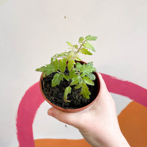 Tomato (Bush) - Solanum lycopersicum 'Veranda Red' - British Grown ...