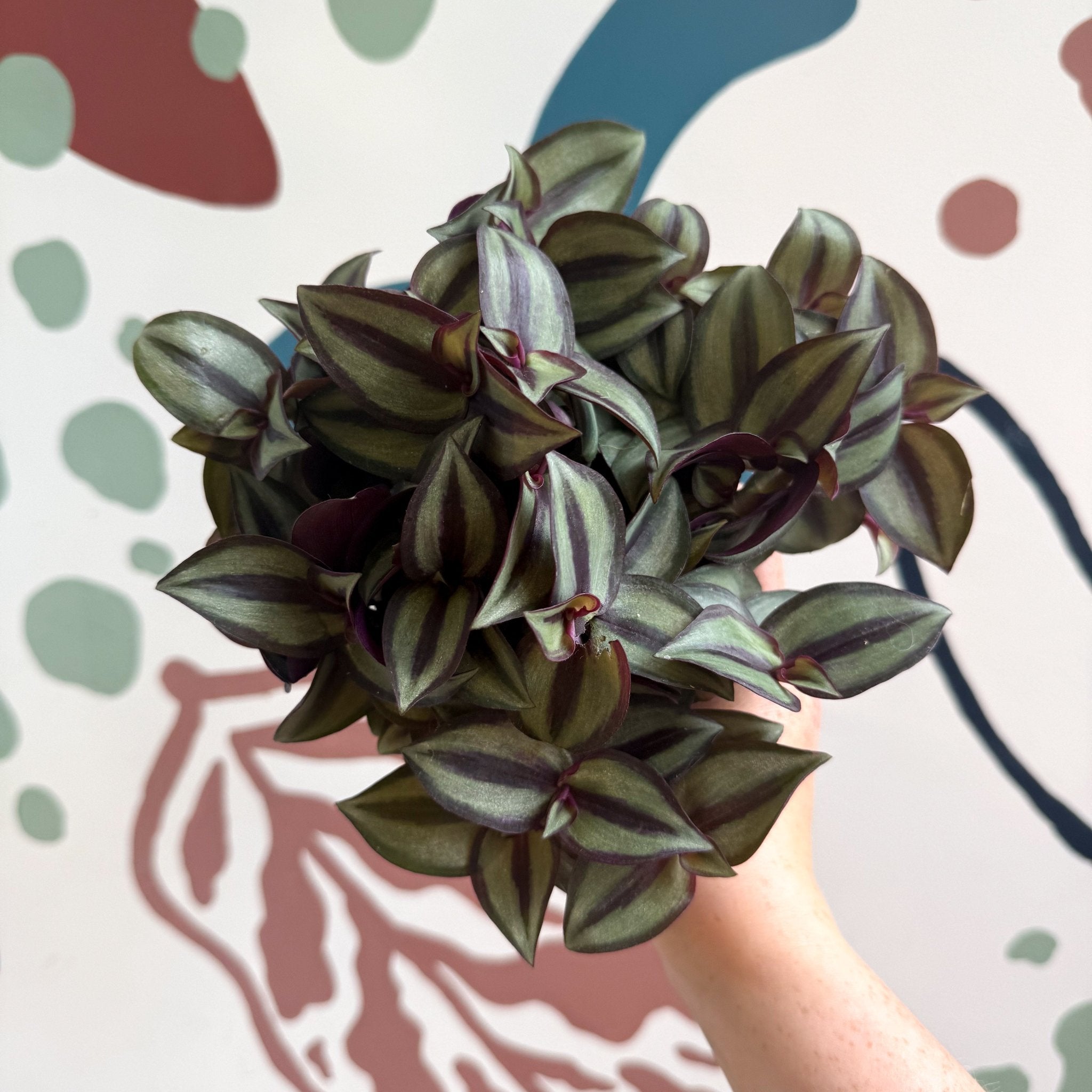 Tradescantia zebrina 'Silver Sicilian' - Silver Inch Plant – Sprouts of ...
