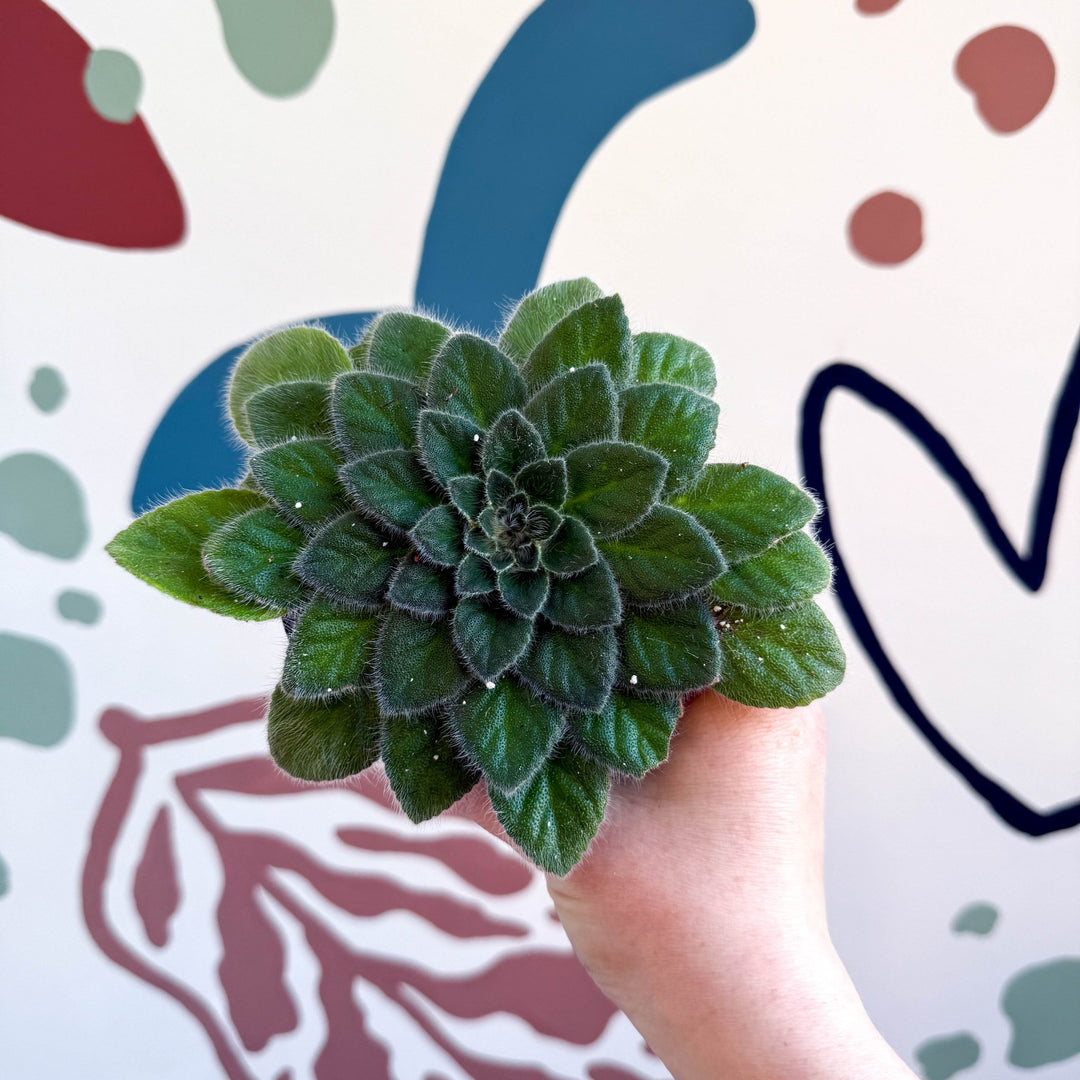 Whirlpool Plant - Petrocosmea 'Keystone's Belmont' - Welsh Grown ...