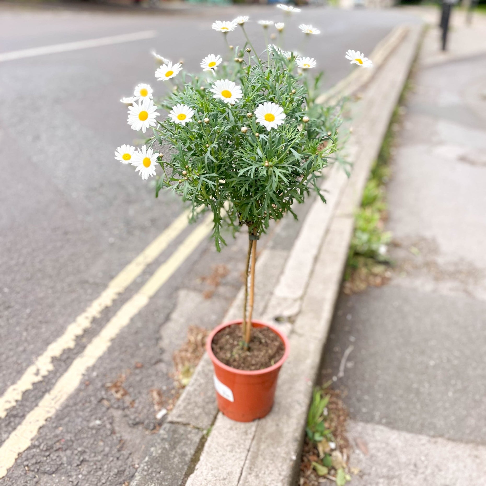 White Marguerite Daisy Standard Tree - Argyranthemum frutescens ...