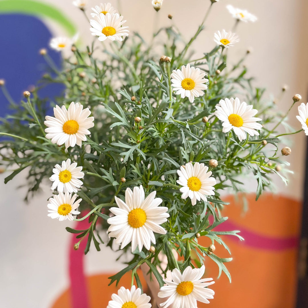 White Marguerite Daisy Standard Tree - Argyranthemum frutescens ...