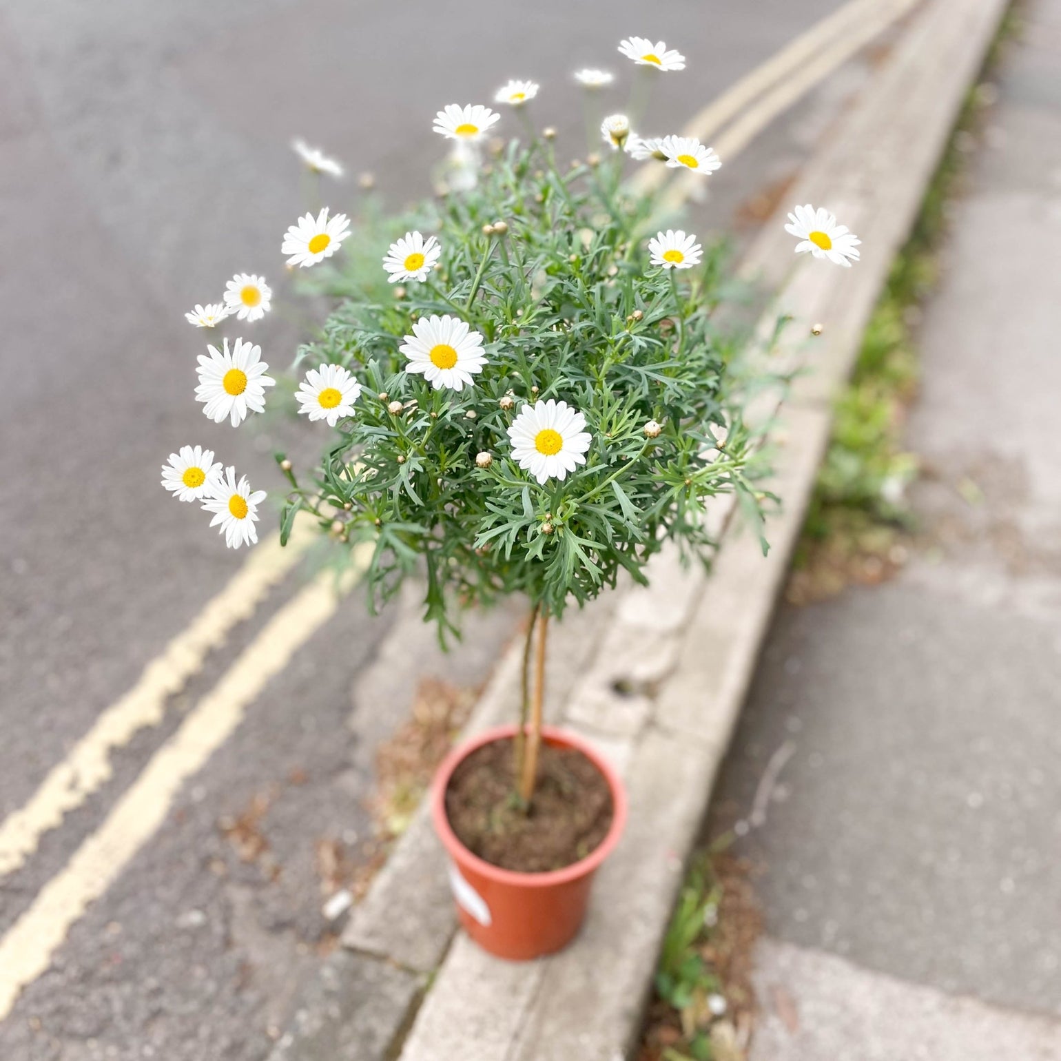 White Marguerite Daisy Standard Tree - Argyranthemum frutescens ...