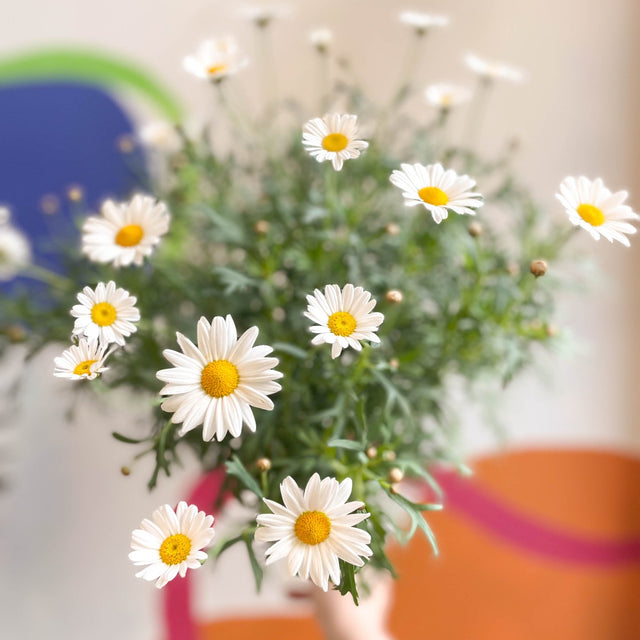 White Marguerite Daisy Standard Tree - Argyranthemum frutescens ...