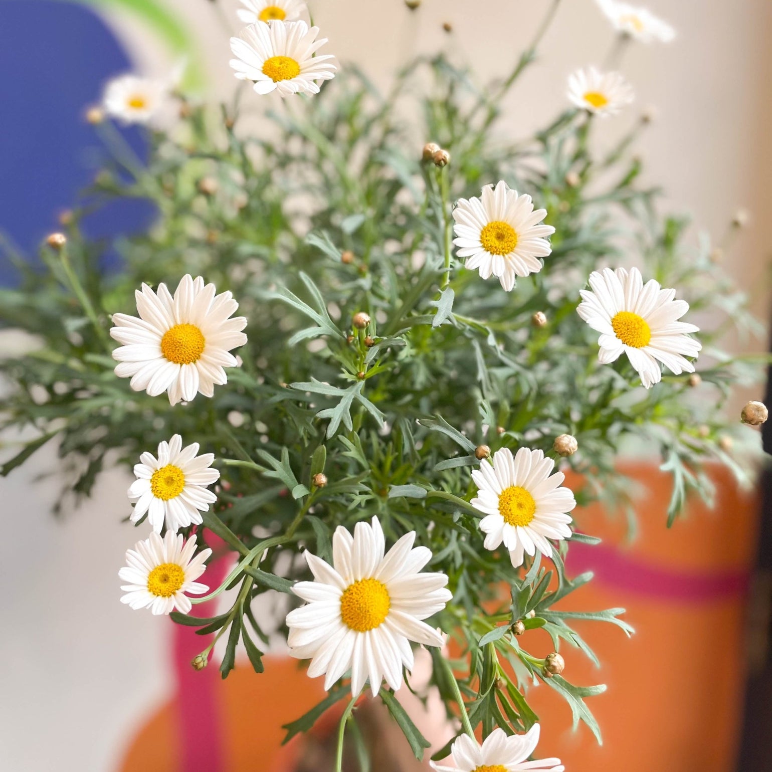 White Marguerite Daisy Standard Tree - Argyranthemum frutescens ...