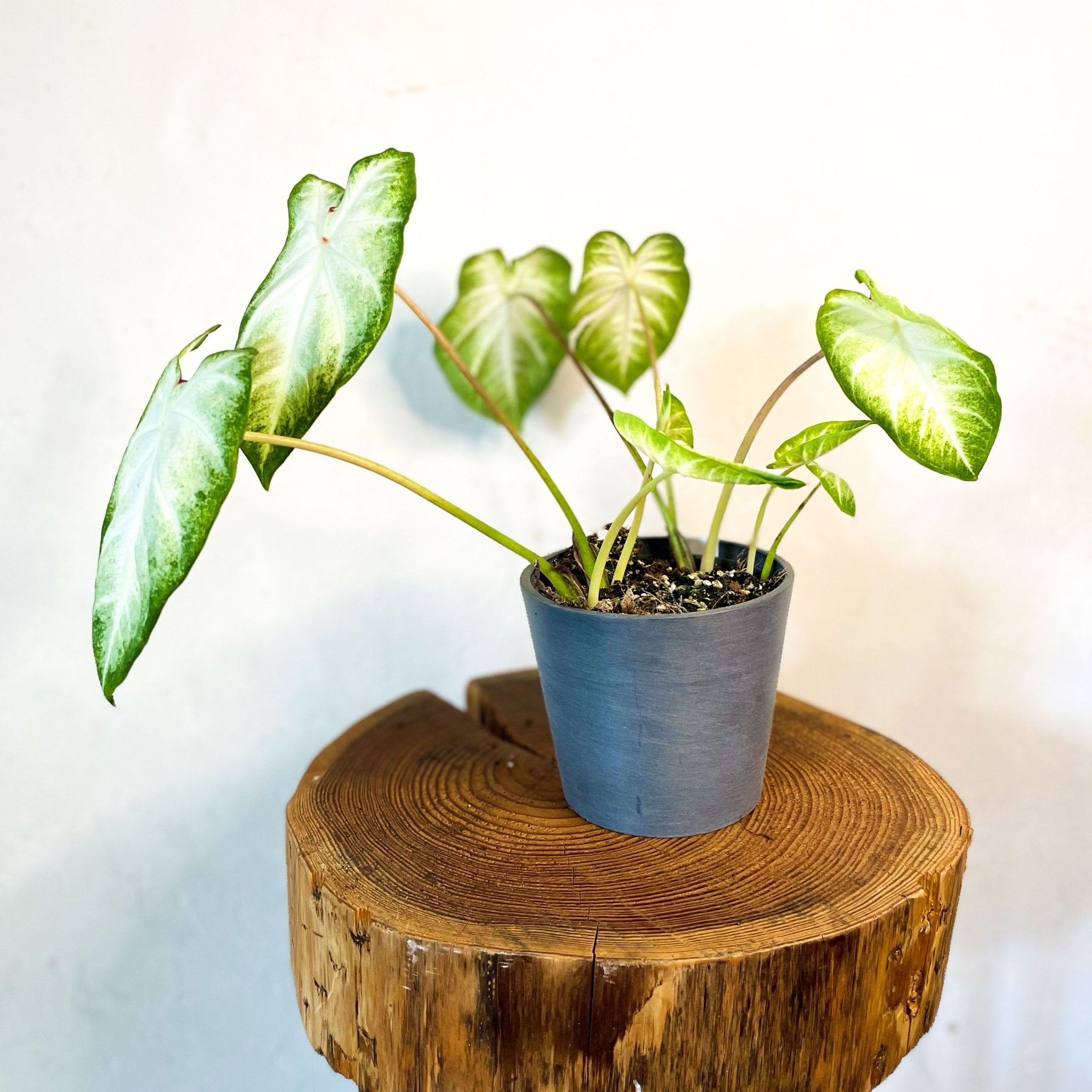 Caladium 'Aaron' – Sprouts of Bristol