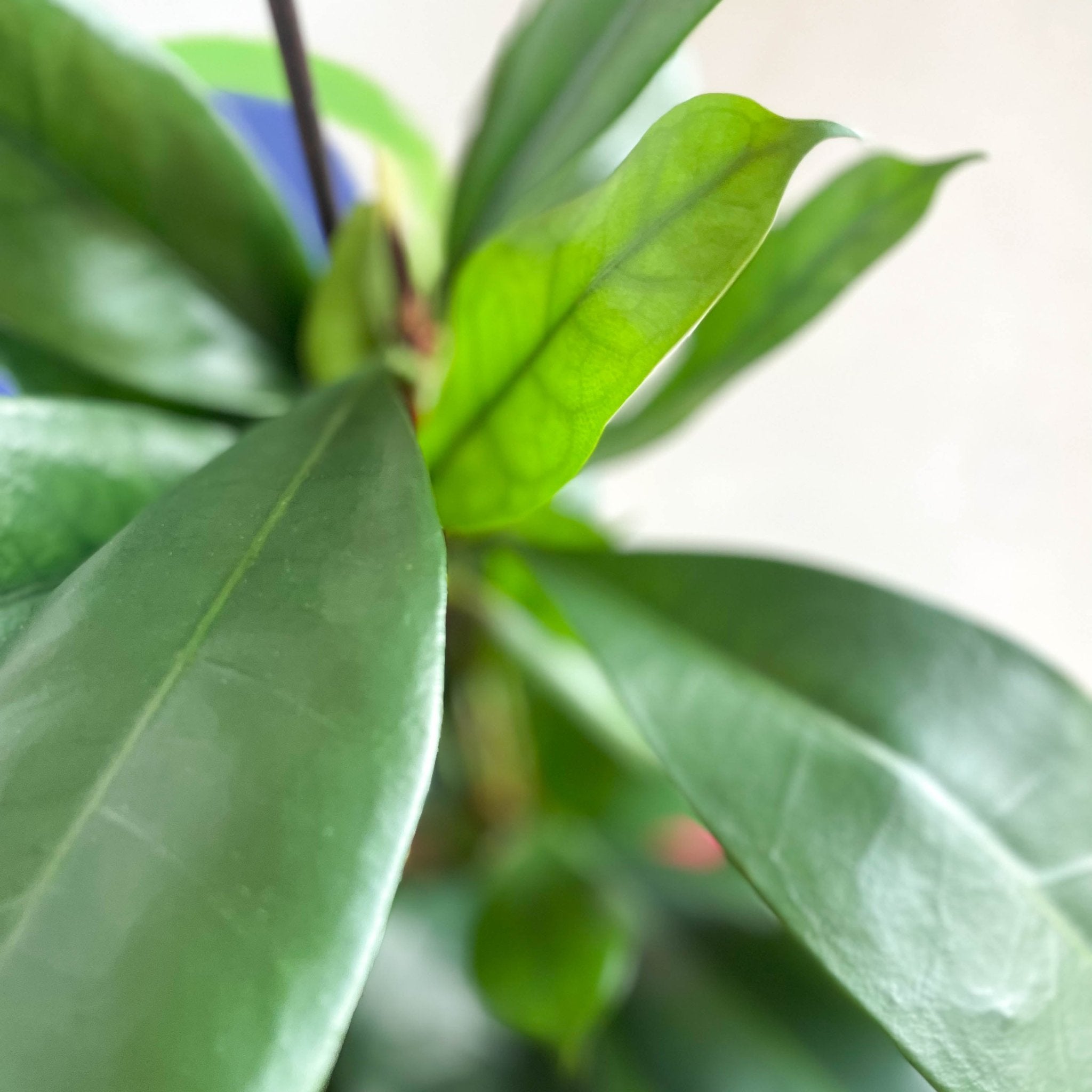 African Fig - Ficus cyathistipula – Sprouts of Bristol