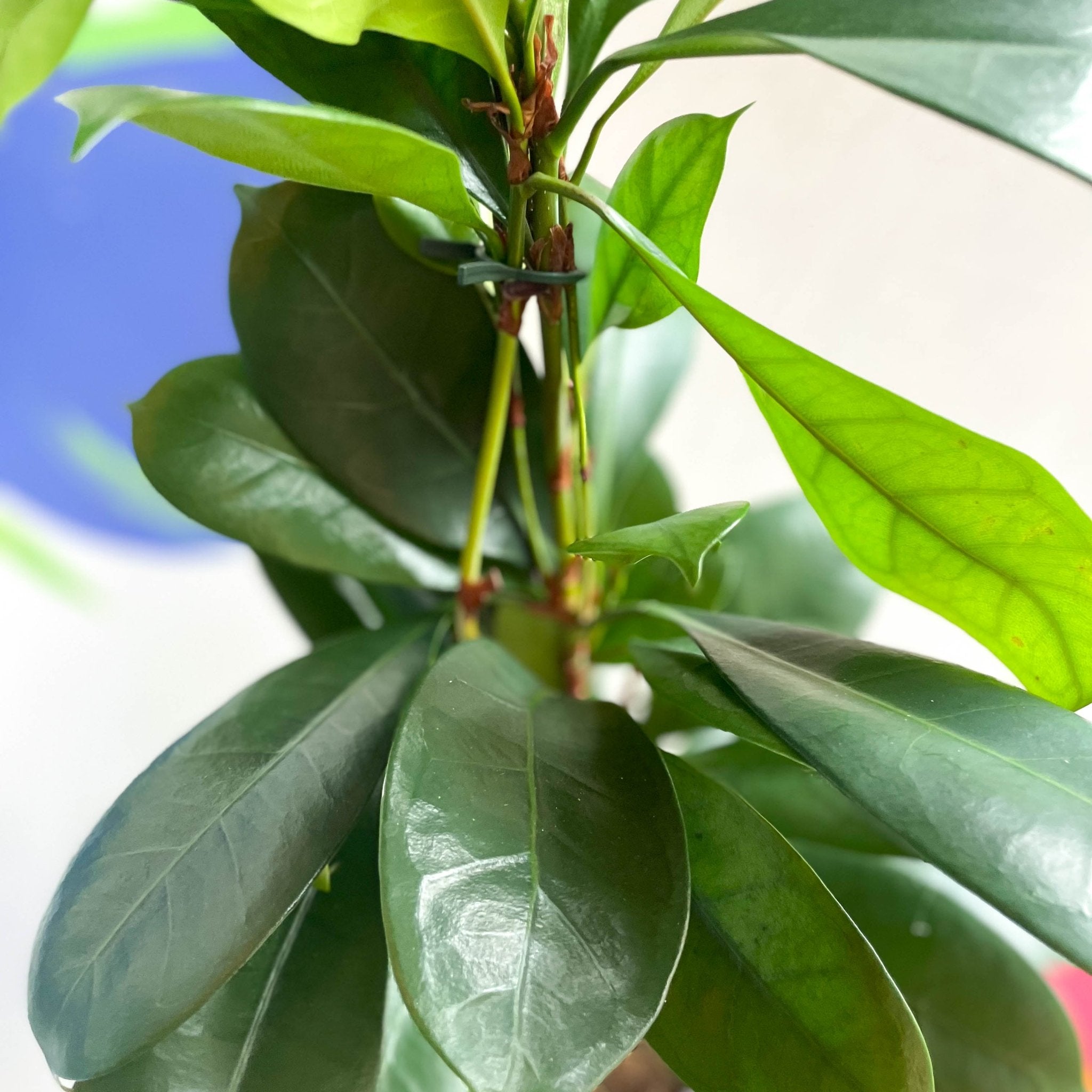 African Fig - Ficus cyathistipula – Sprouts of Bristol