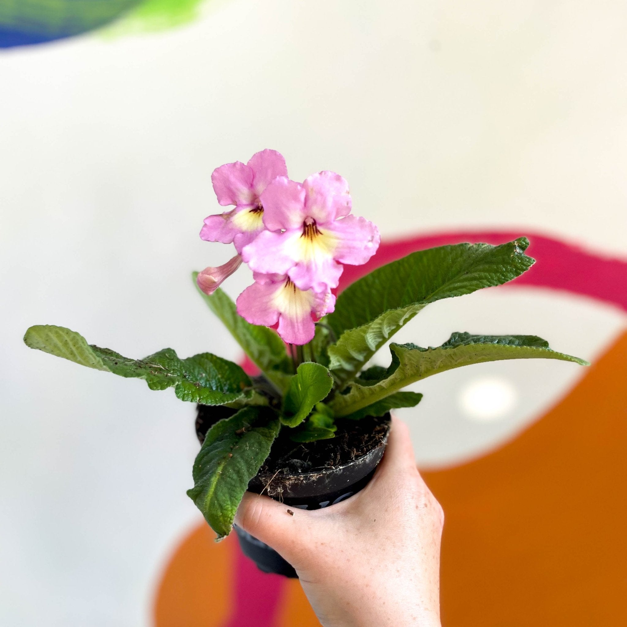 Streptocarpus ionantha 'Hannah' - Welsh Grown – Sprouts of Bristol