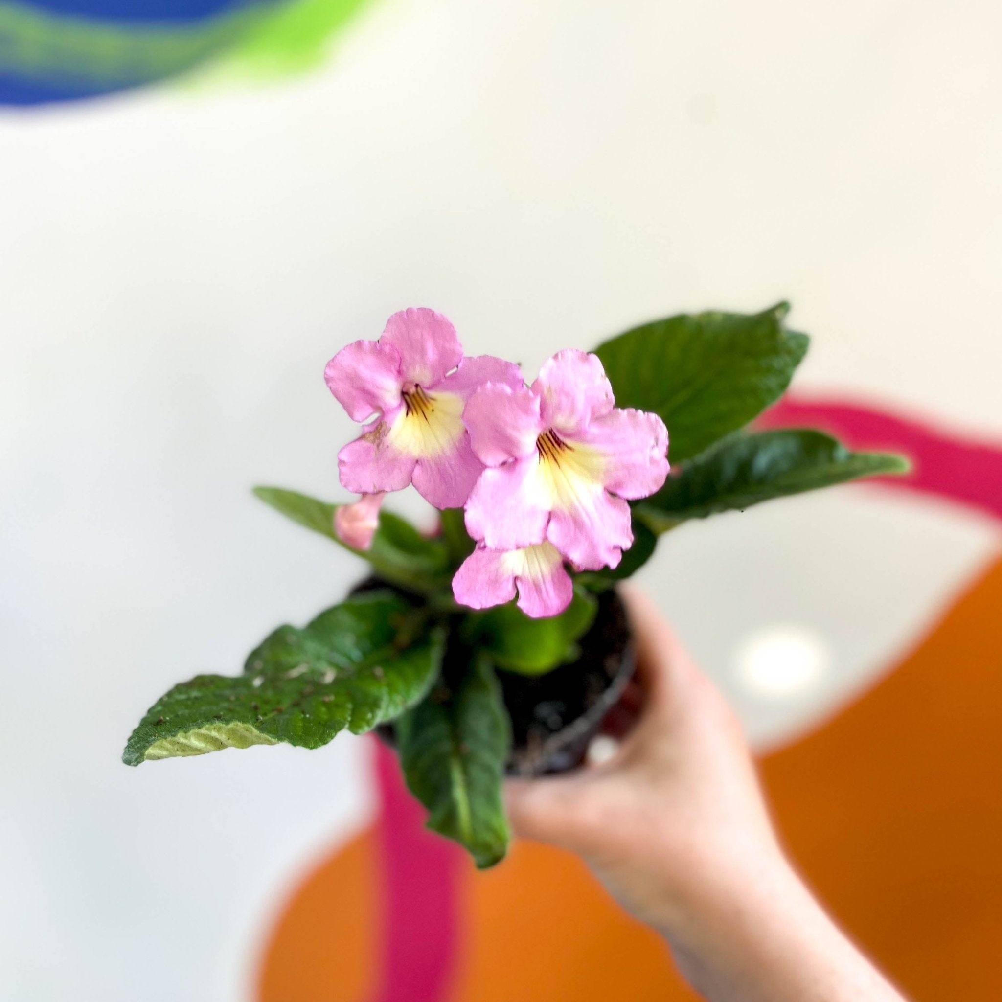 Streptocarpus ionantha 'Hannah' - Welsh Grown – Sprouts of Bristol