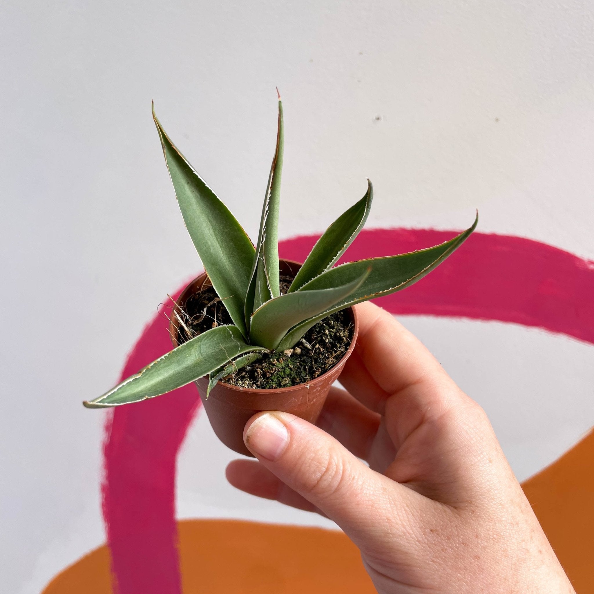 Agave filifera – Sprouts of Bristol