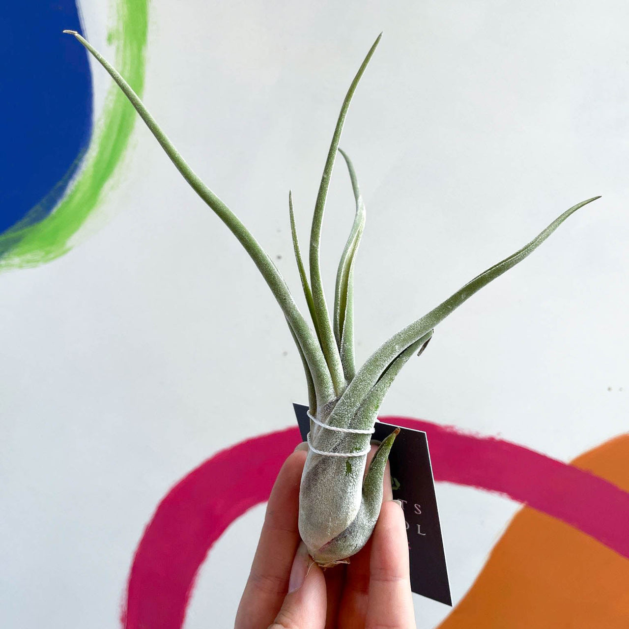 Tillandsia caput medusae - Air Plant – Sprouts of Bristol