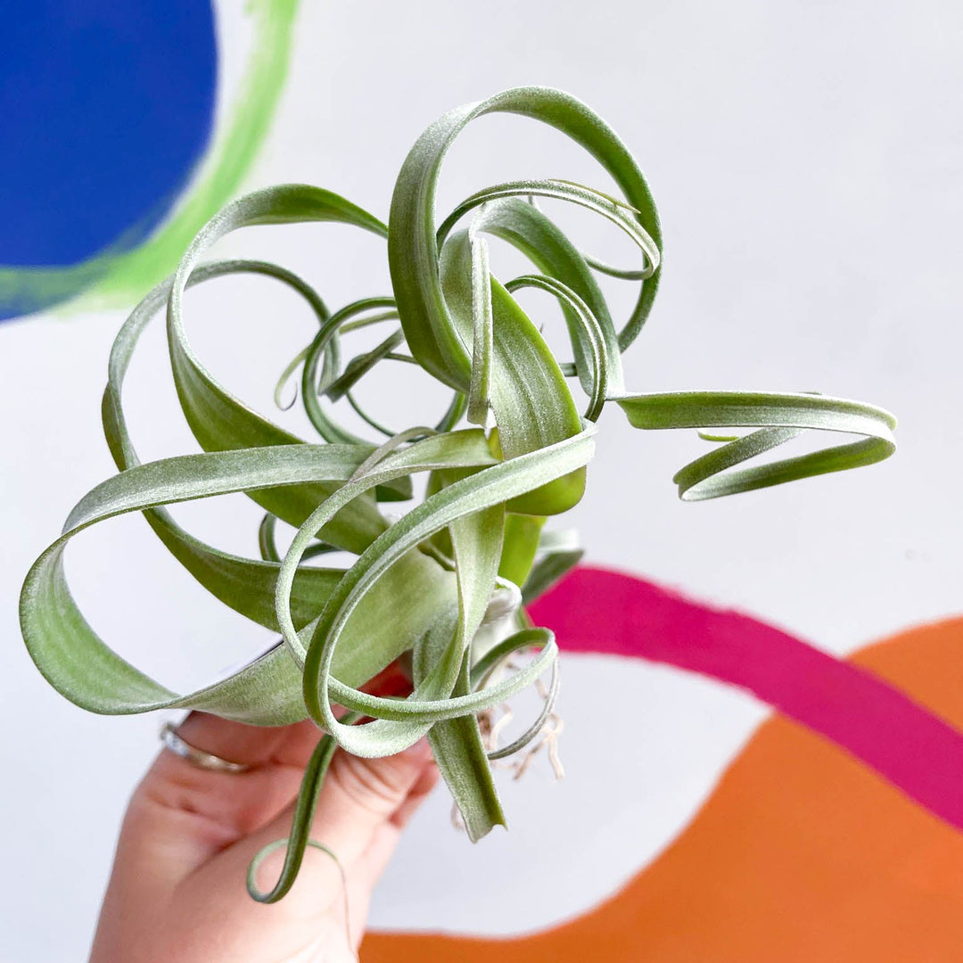 Tillandsia intermedia x streptophylla 'Curly Slim' - Air Plant ...