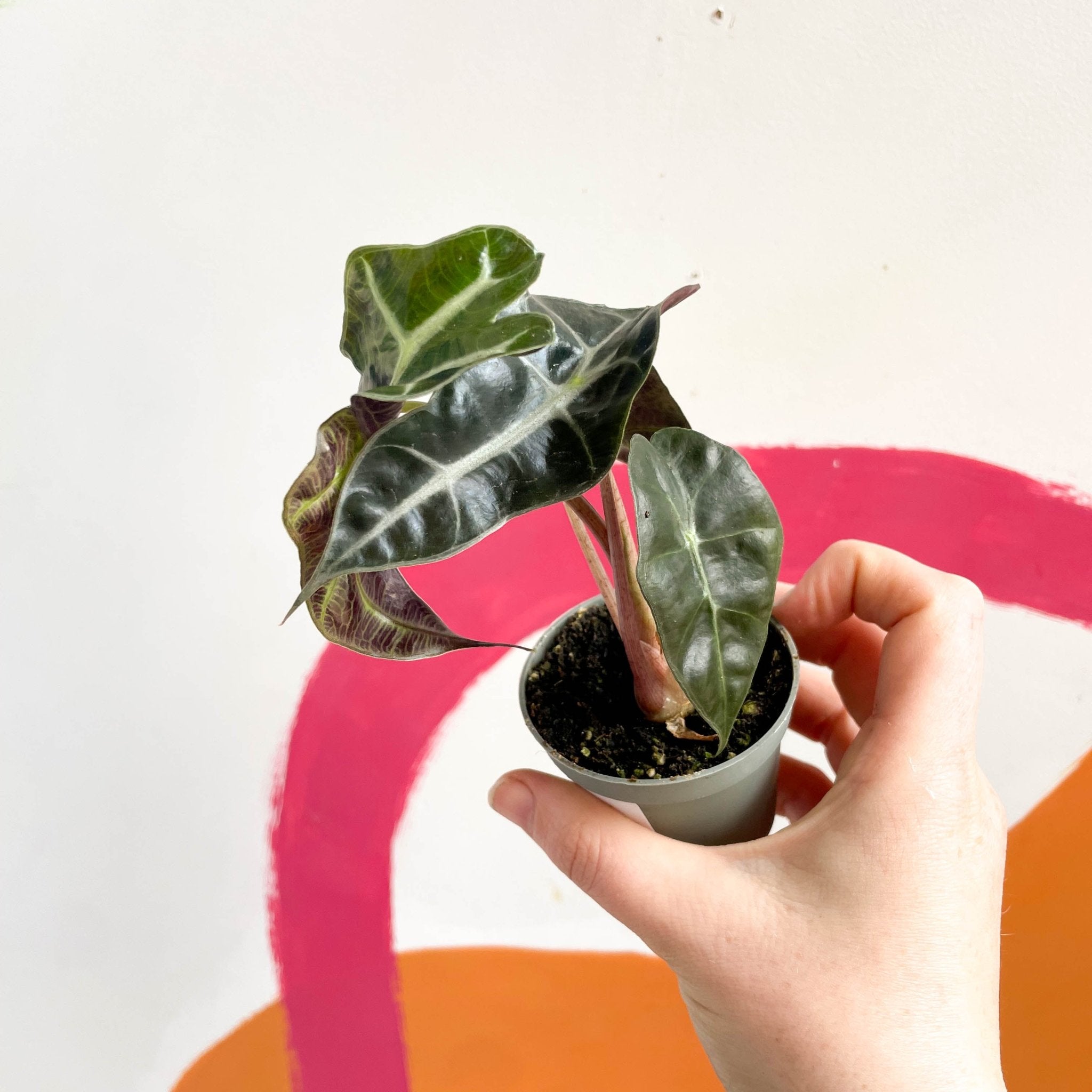 Alocasia amazonica 'Curly Bambino' – Sprouts of Bristol