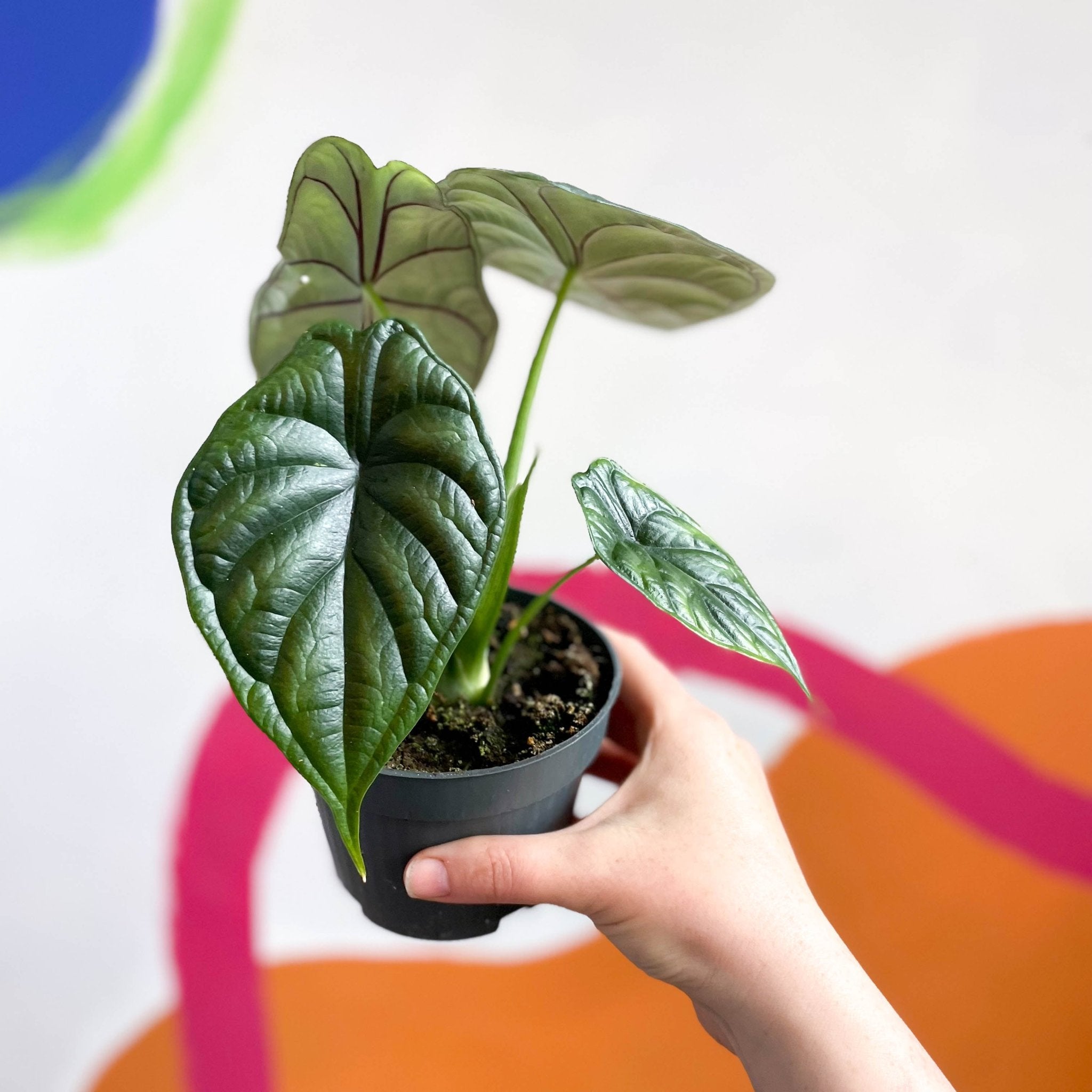 Alocasia baginda 'Silver Nebula' – Sprouts of Bristol