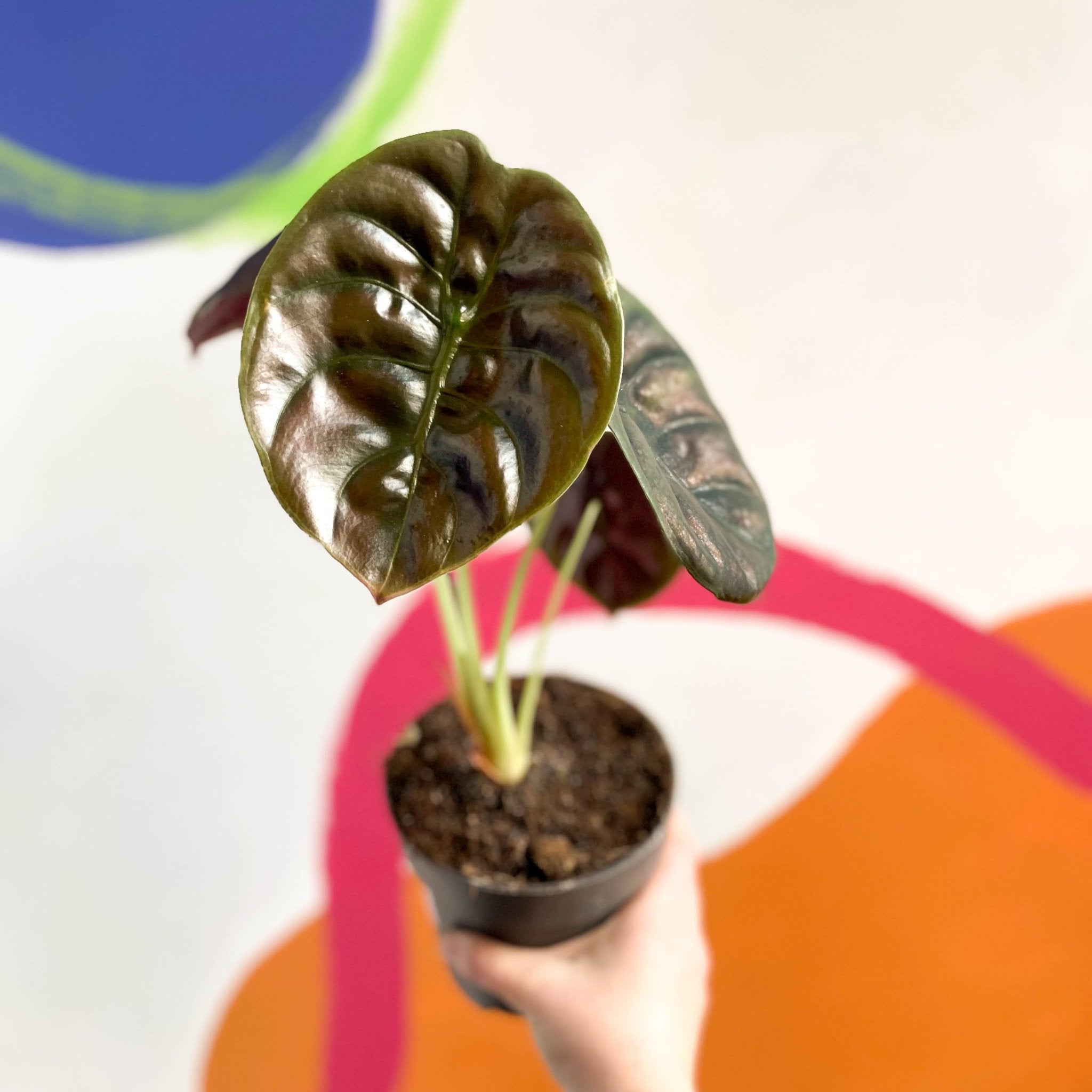 Alocasia cuprea 'Red Secret' – Sprouts of Bristol