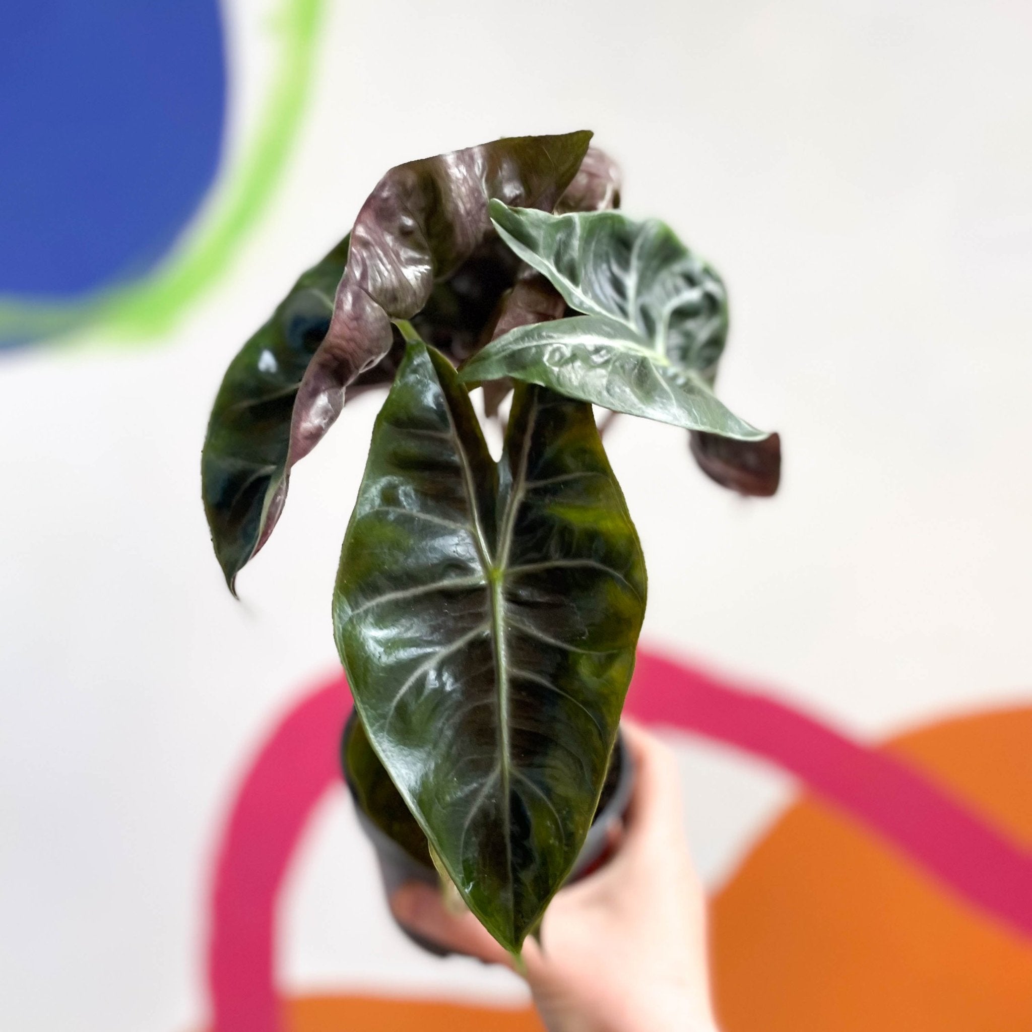 Alocasia 'Pink Dragon' – Sprouts of Bristol