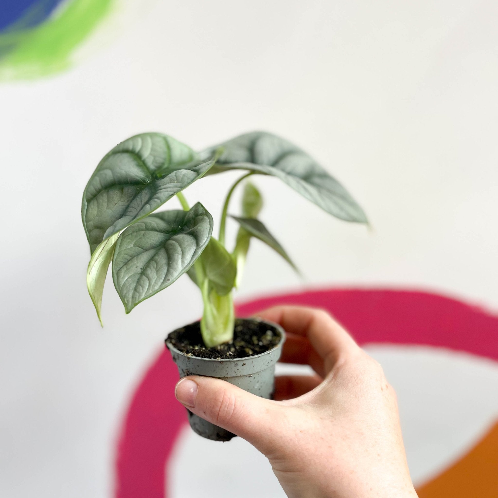 Alocasia baginda 'Silver Dragon' – Sprouts of Bristol