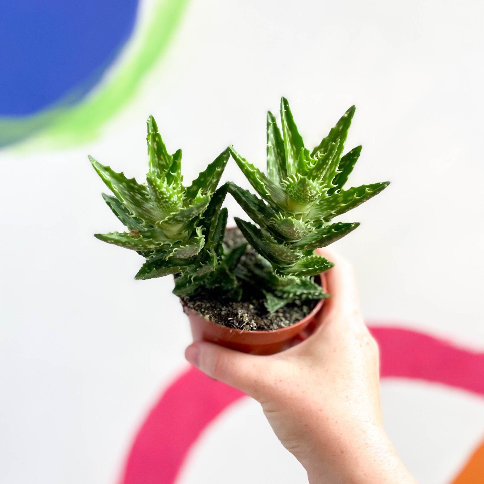 Aloe squarrosa – Sprouts of Bristol