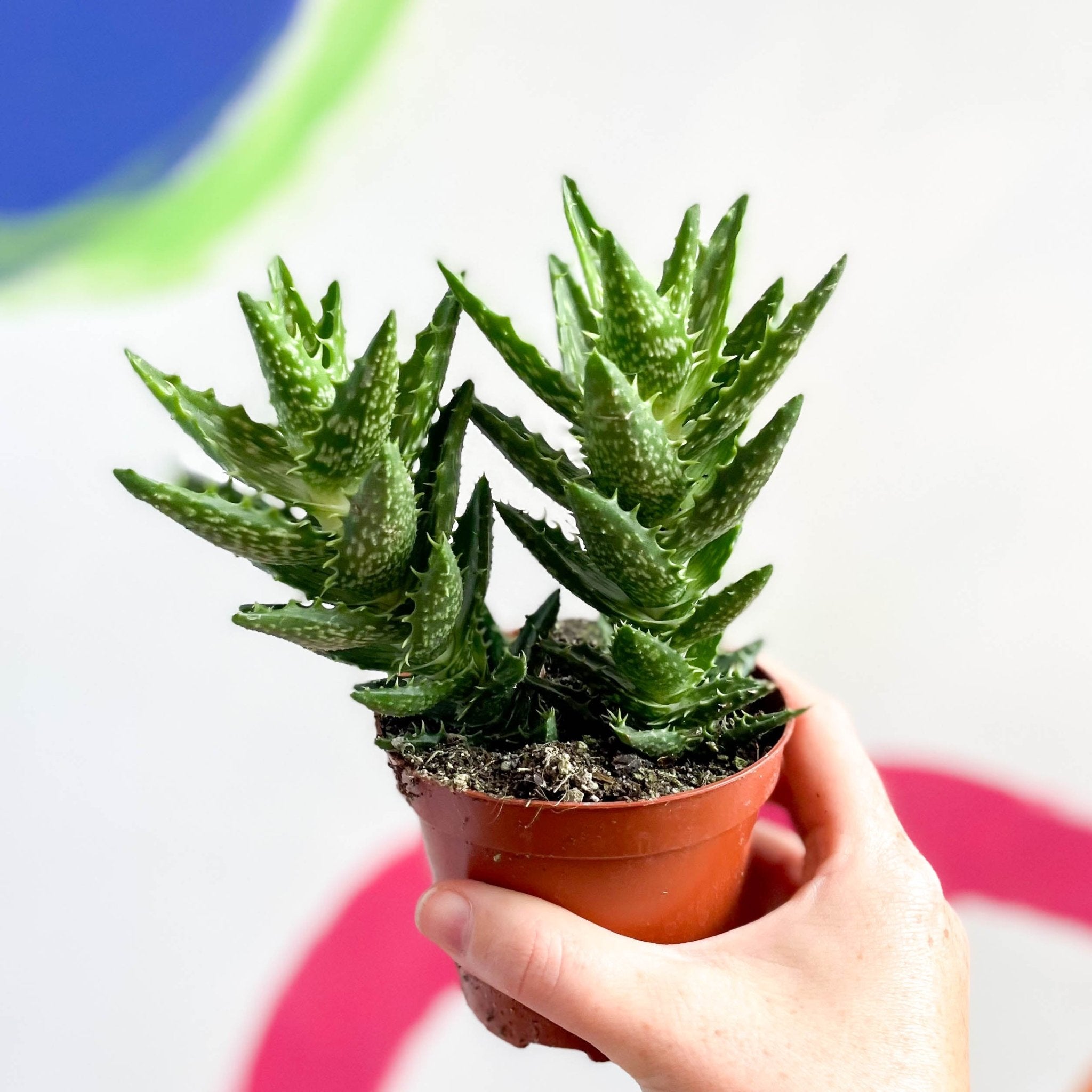 Aloe squarrosa – Sprouts of Bristol