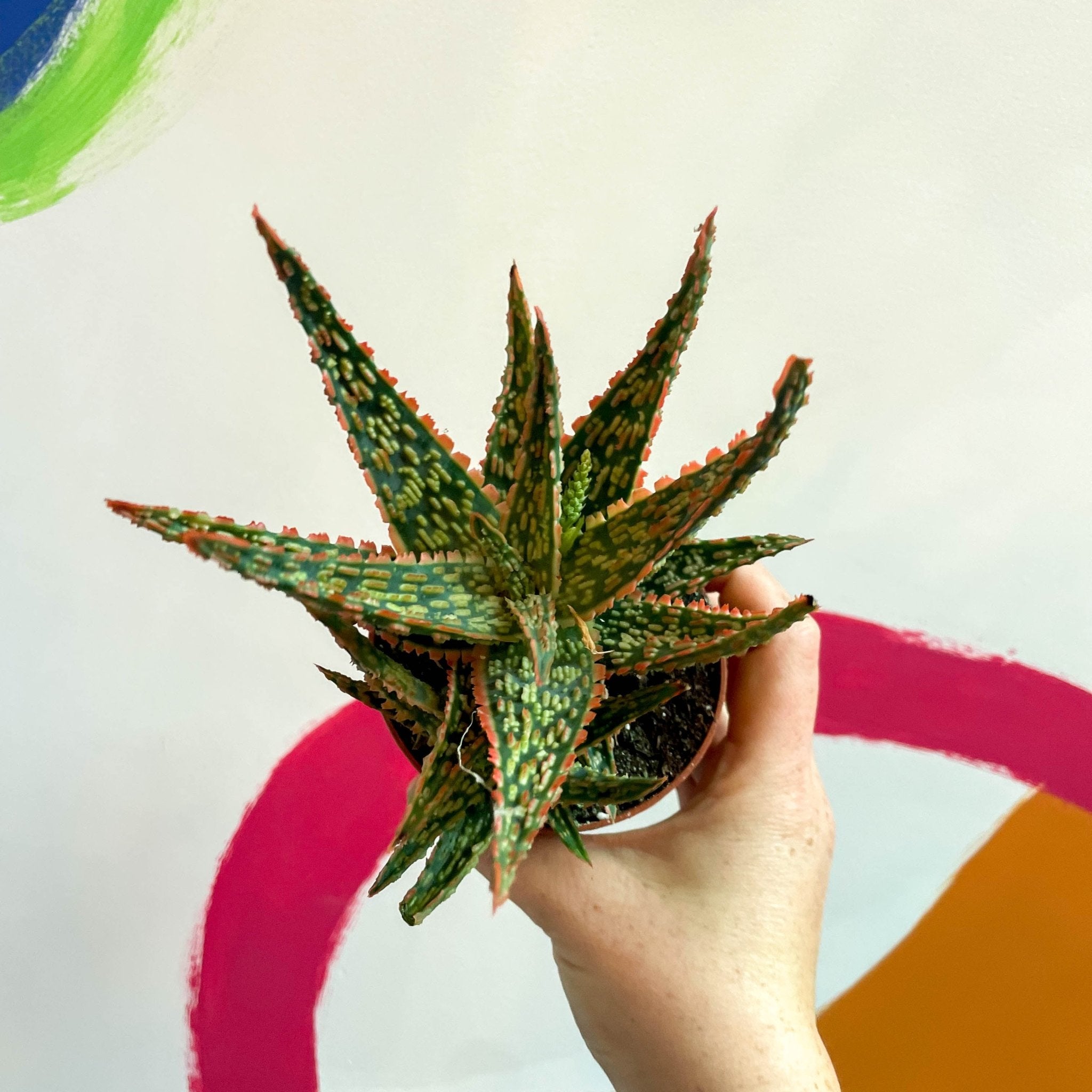 Aloe vitro – Sprouts of Bristol