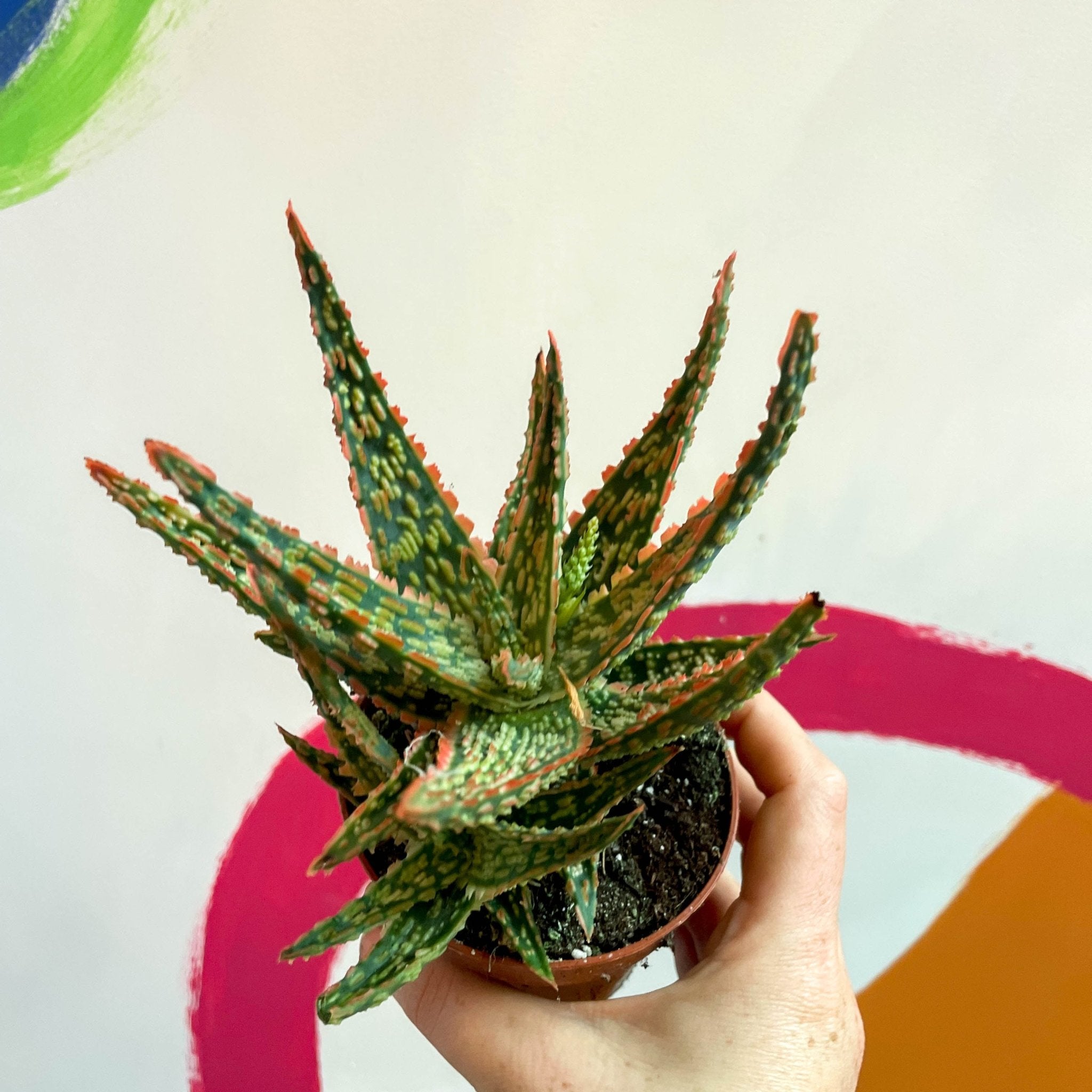 Aloe vitro – Sprouts of Bristol