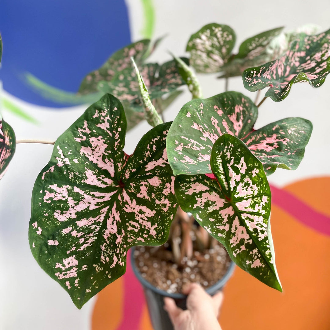 Caladium 'Elise' – Sprouts of Bristol