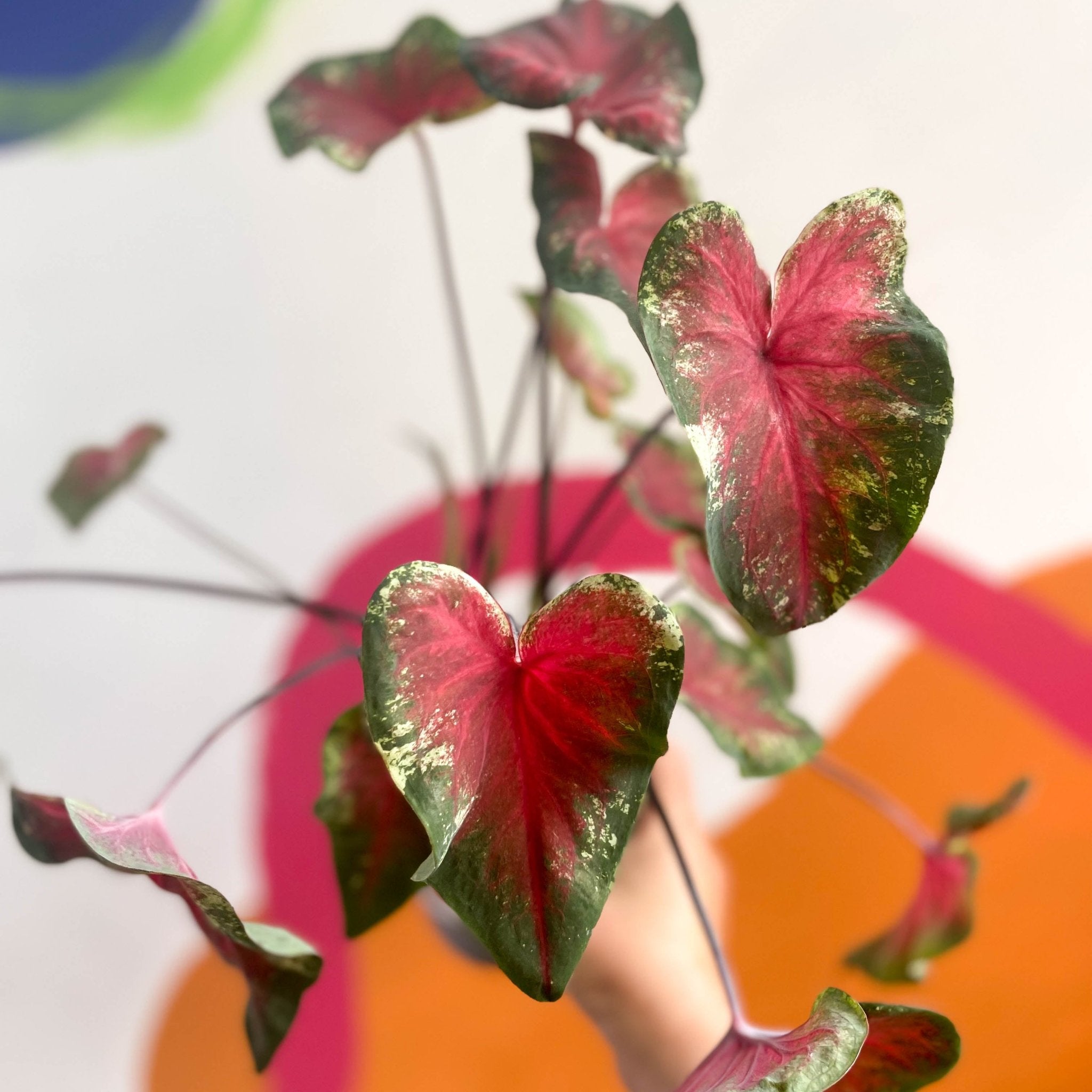 Caladium 'Heart's Delight' – Sprouts of Bristol