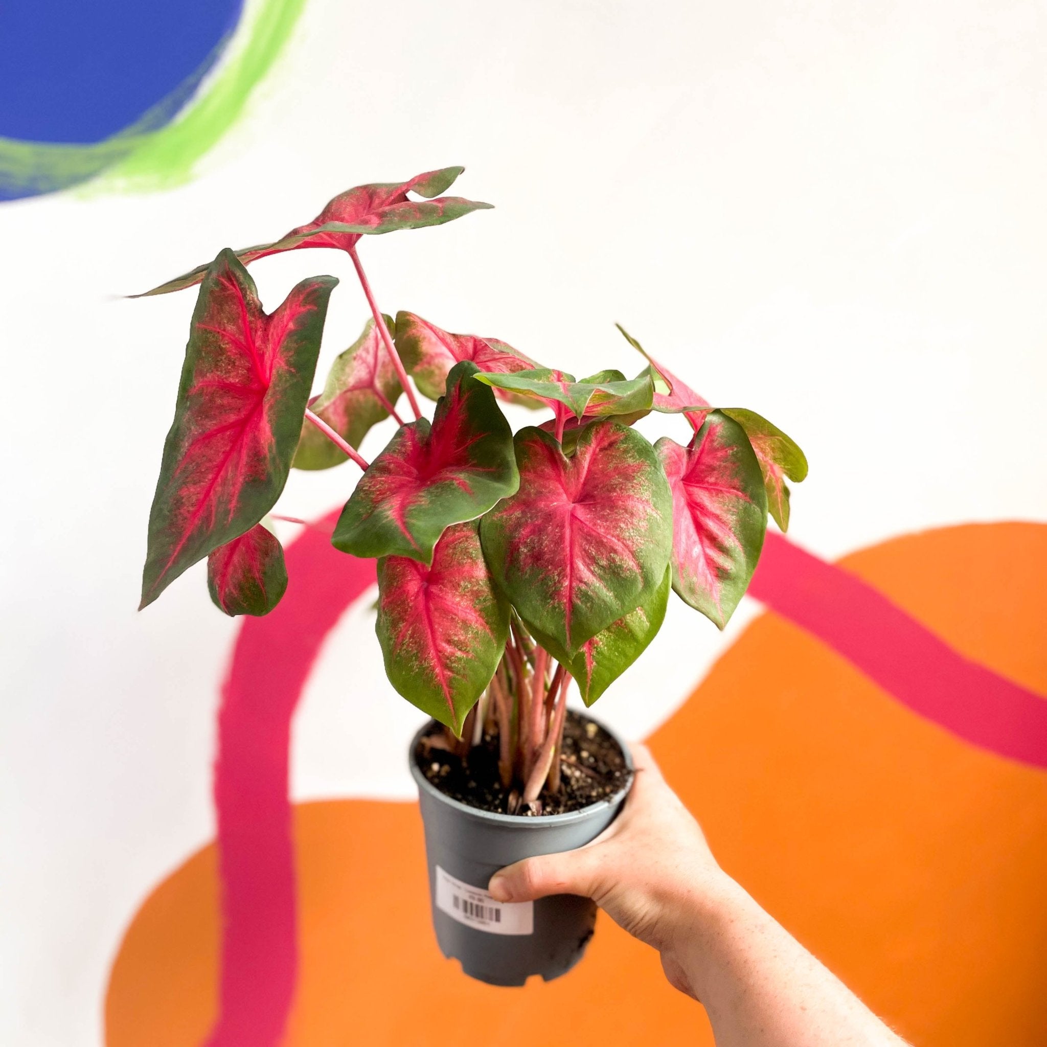 Caladium 'Postman Joyner' – Sprouts of Bristol