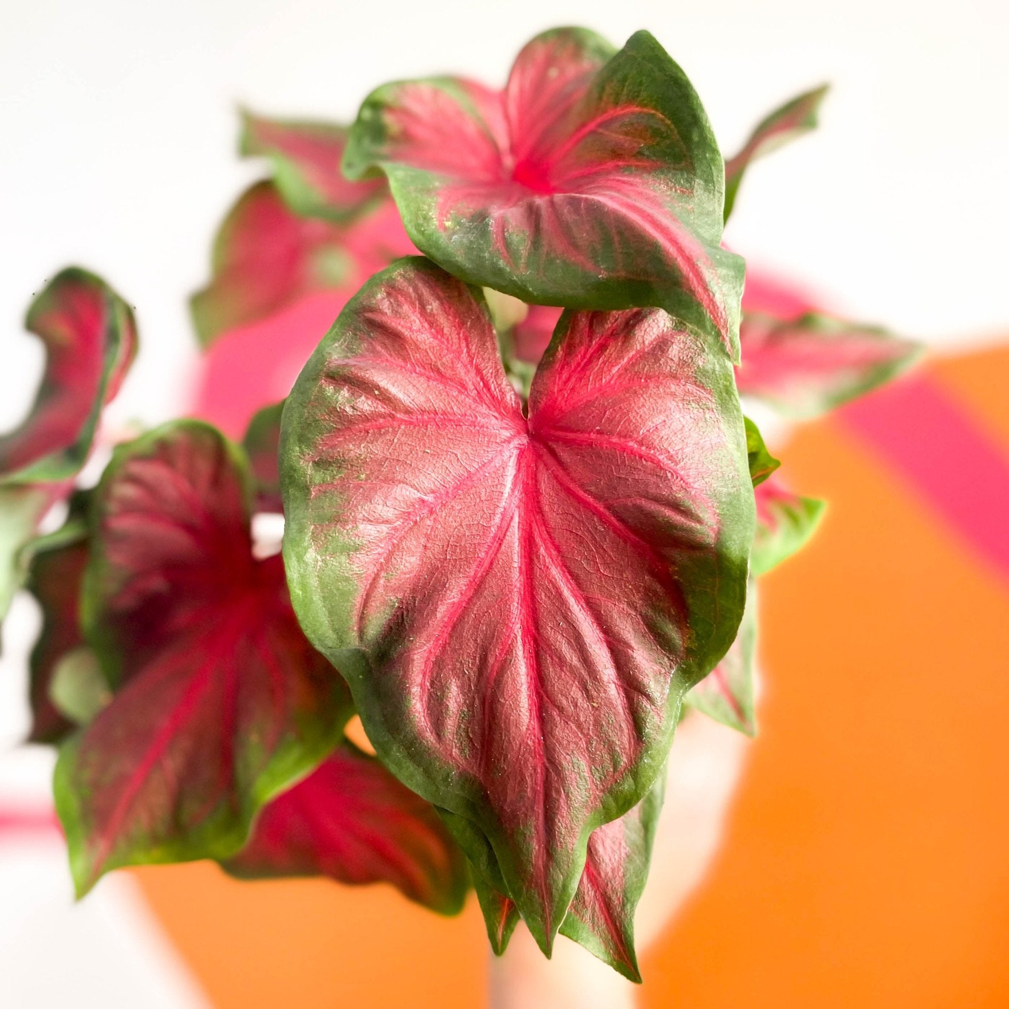Caladium 'Red Glamour' – Sprouts of Bristol