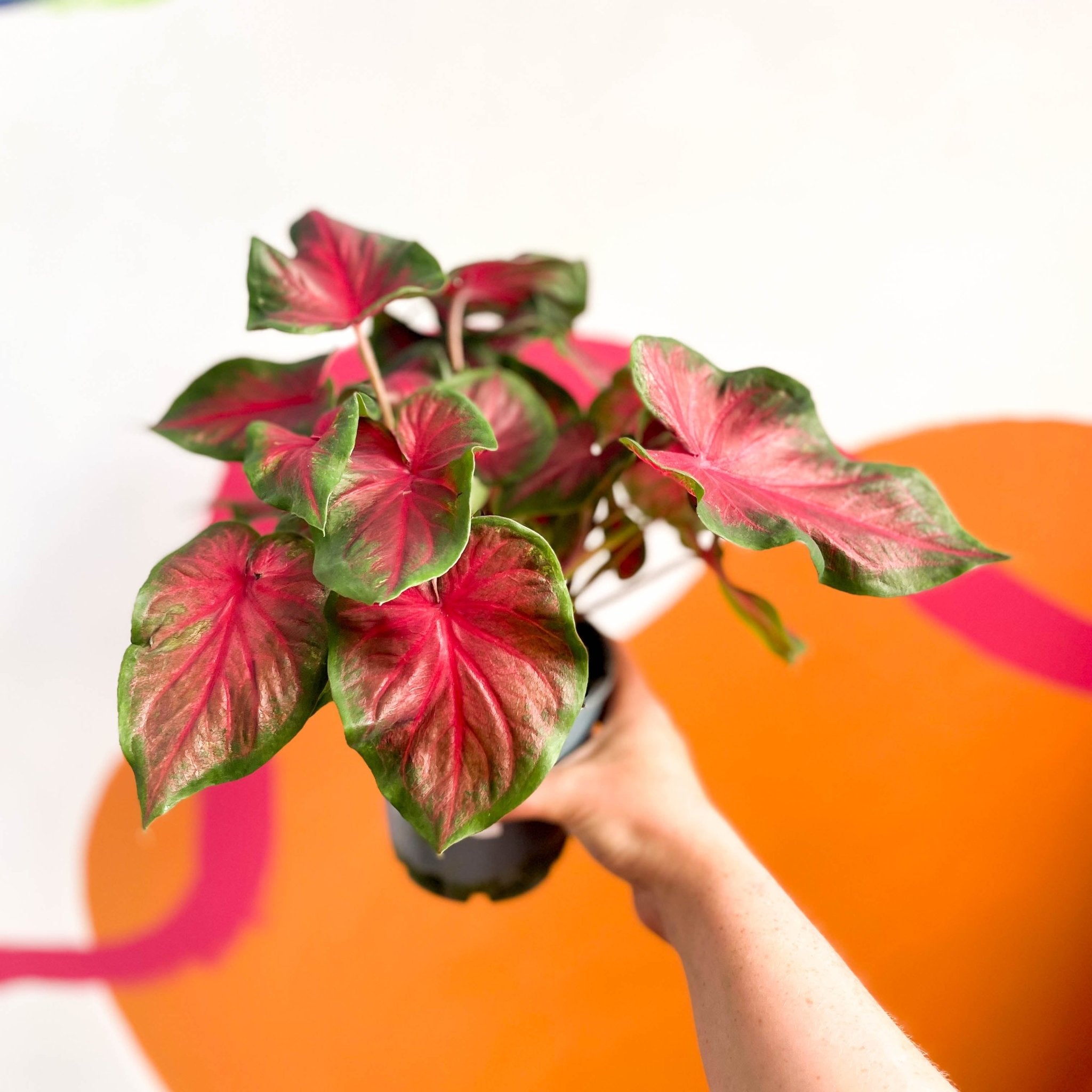 Caladium 'Red Glamour' – Sprouts of Bristol