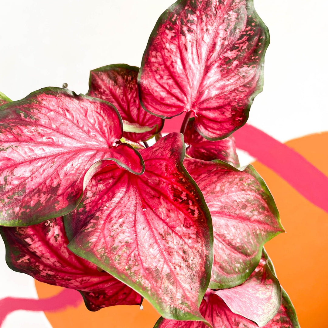 Caladium 'Scarlet Flame' – Sprouts of Bristol