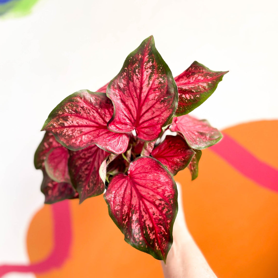 Caladium 'Scarlet Flame' – Sprouts of Bristol
