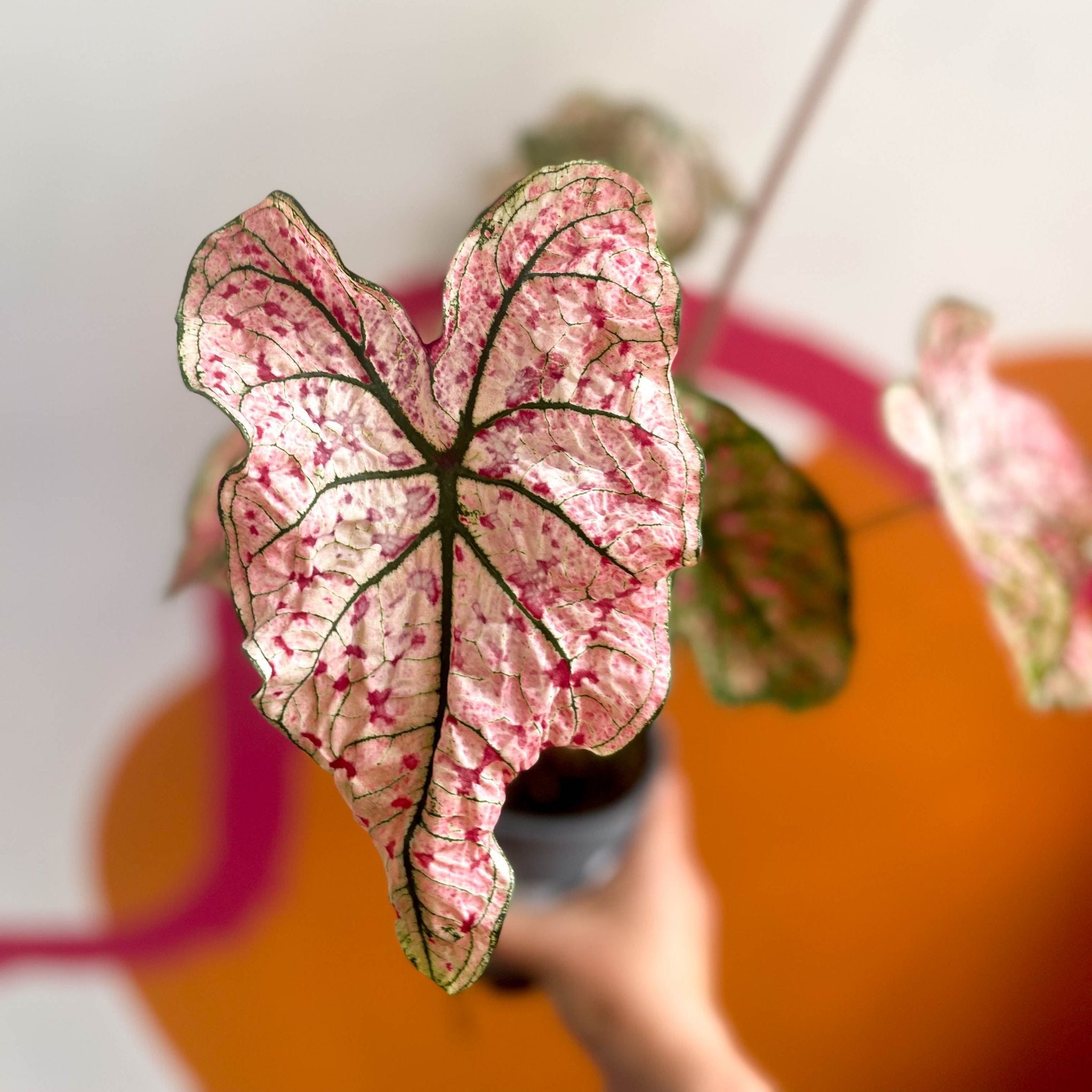 Caladium 'Splash of Wine' – Sprouts of Bristol