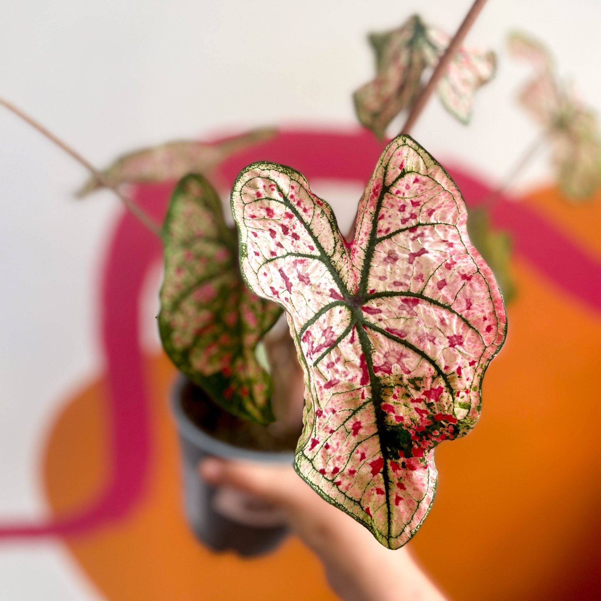 Caladium 'Splash of Wine' – Sprouts of Bristol
