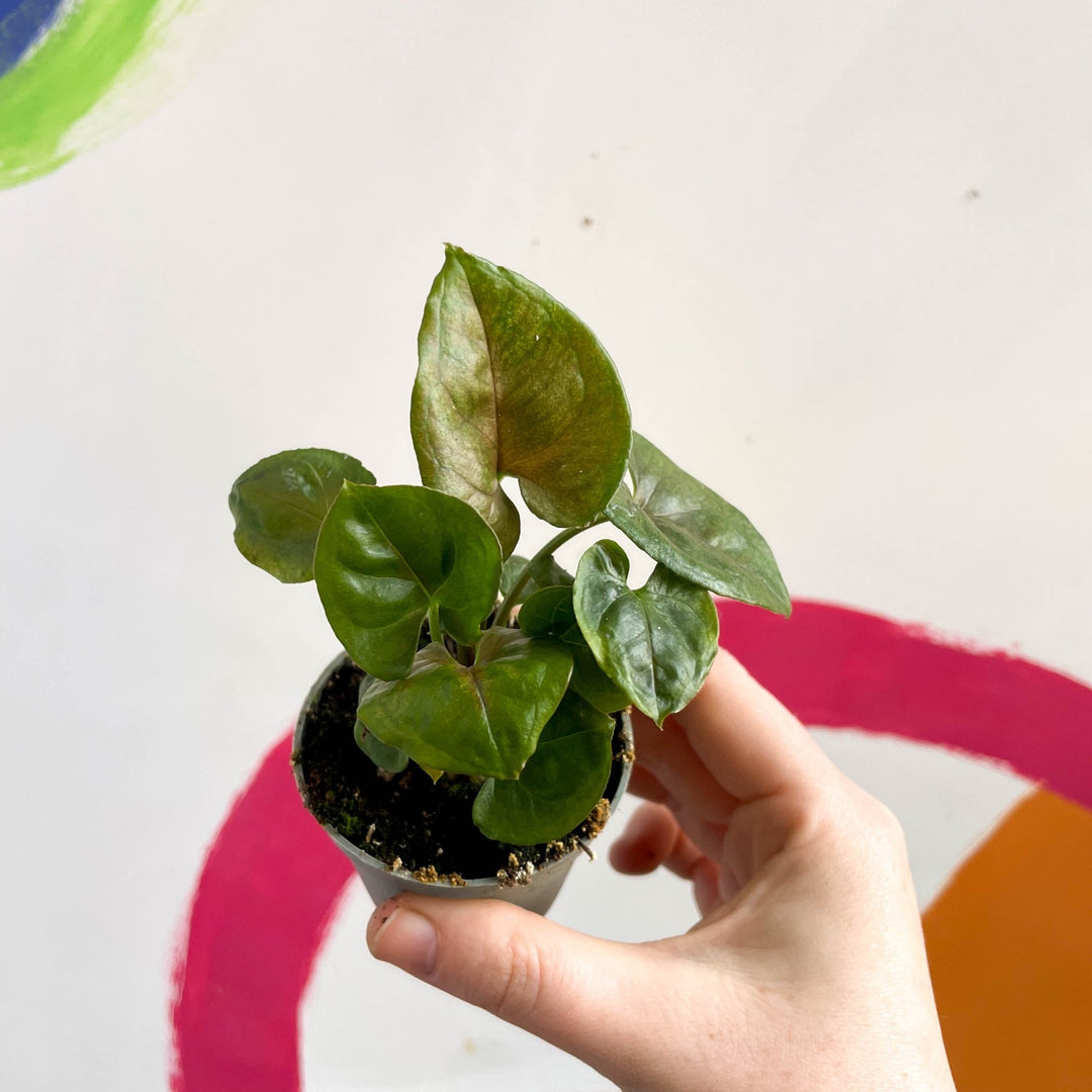 Arrowhead Vine - Syngonium podophyllum 'Maria' – Sprouts of Bristol
