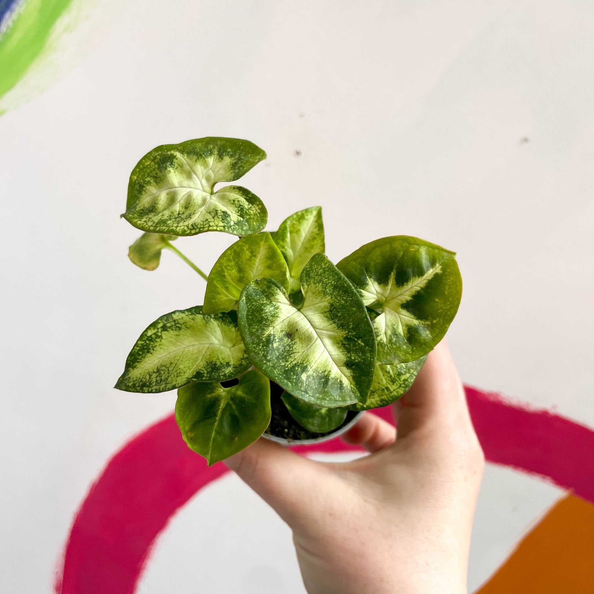 Arrowhead Vine - Syngonium podophyllum 'Pixie' – Sprouts of Bristol