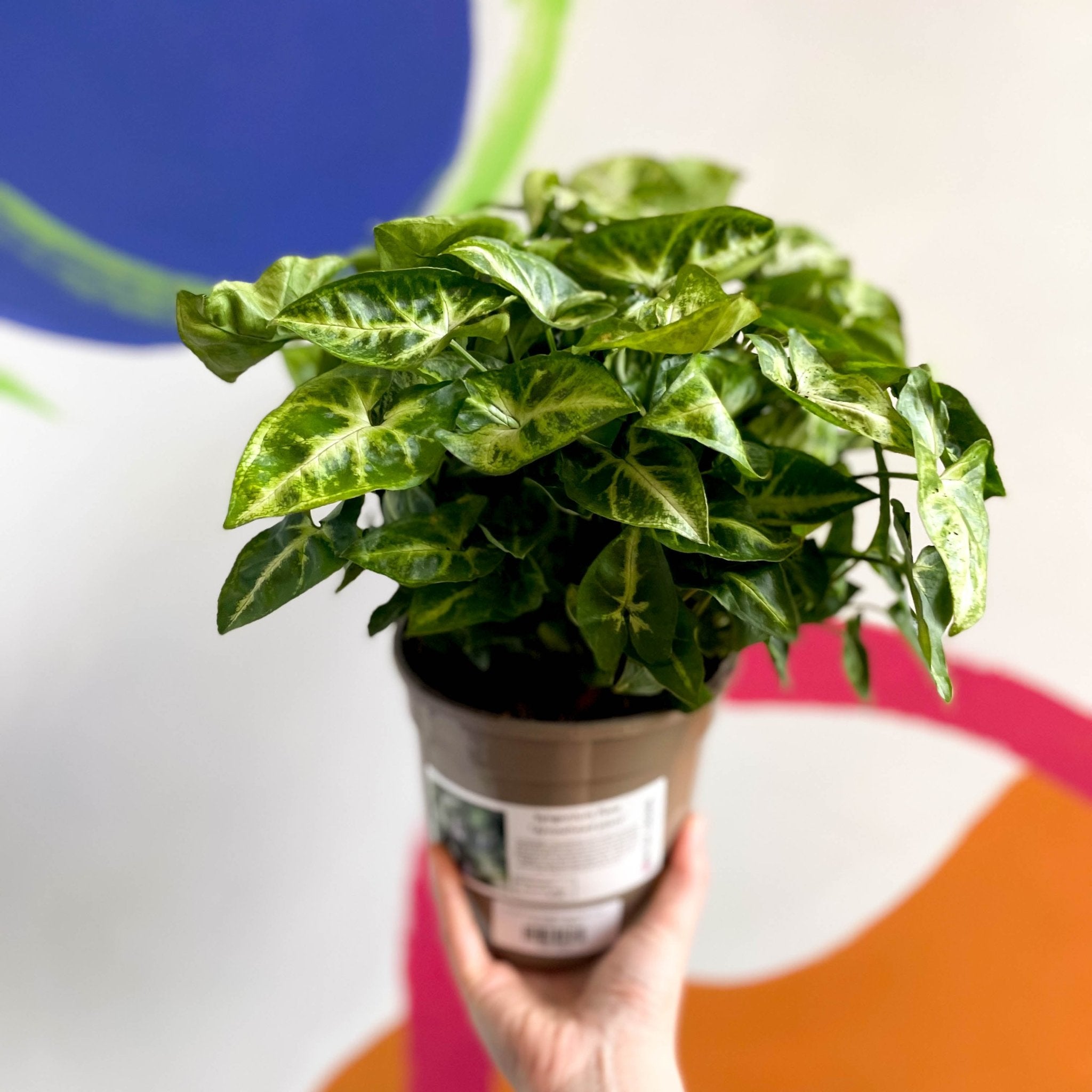 Arrowhead Vine - Syngonium podophyllum 'Pixie' - British Grown ...