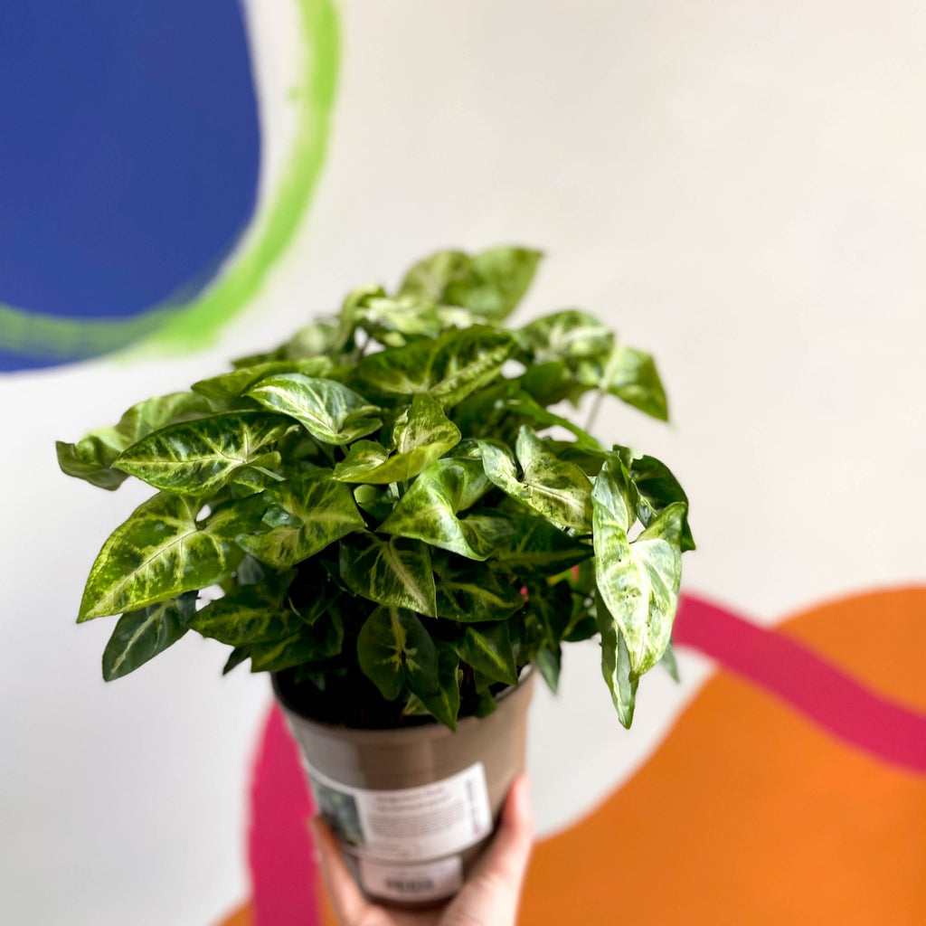 Arrowhead Vine - Syngonium podophyllum 'Pixie' - British Grown ...